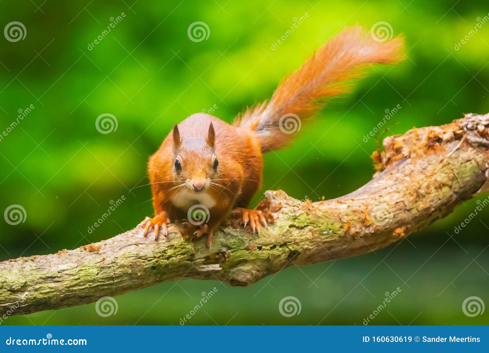 Curious Eurasian Red Squirrel, Sciurus Vulgaris, Running and Jumping ...
