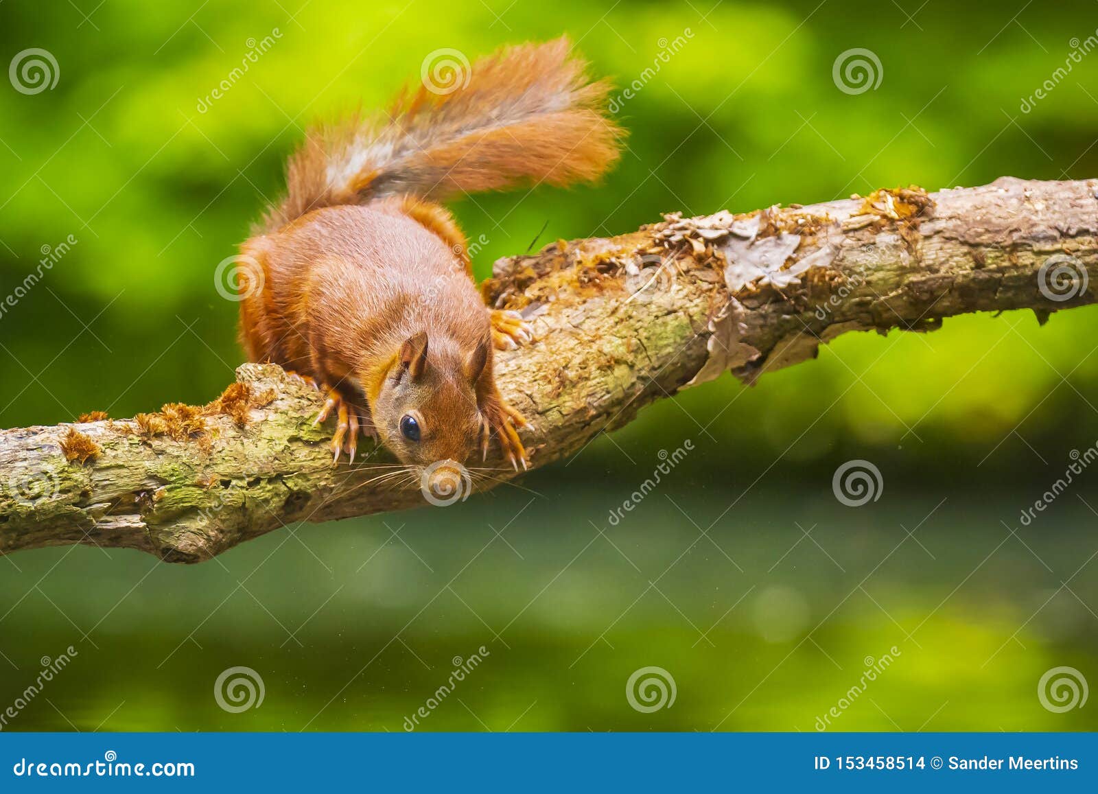 Curious Eurasian Red Squirrel, Sciurus Vulgaris, Running and Jumping ...