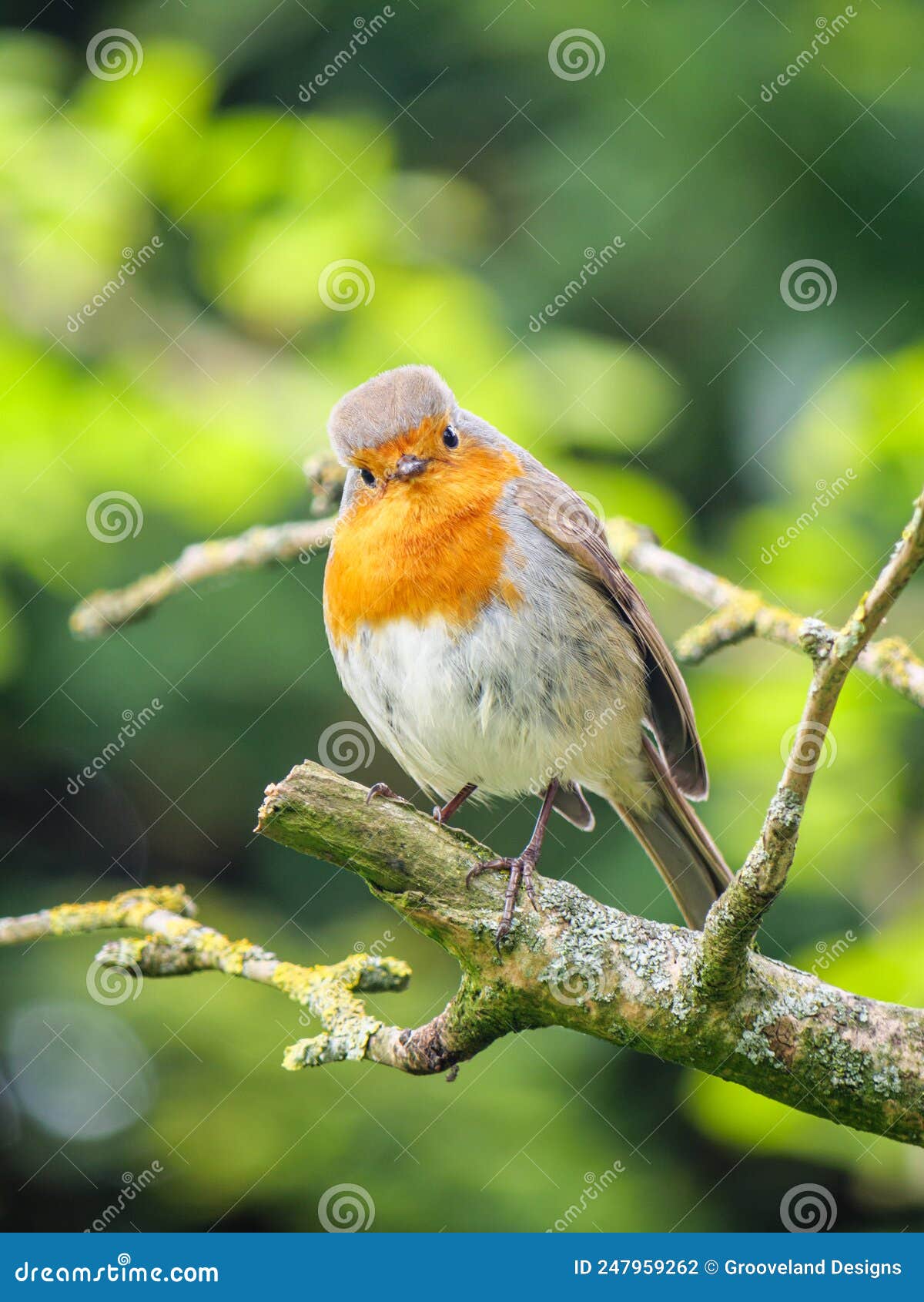 Curious European Robin Posing on a Tree Branch and Looking Directly ...