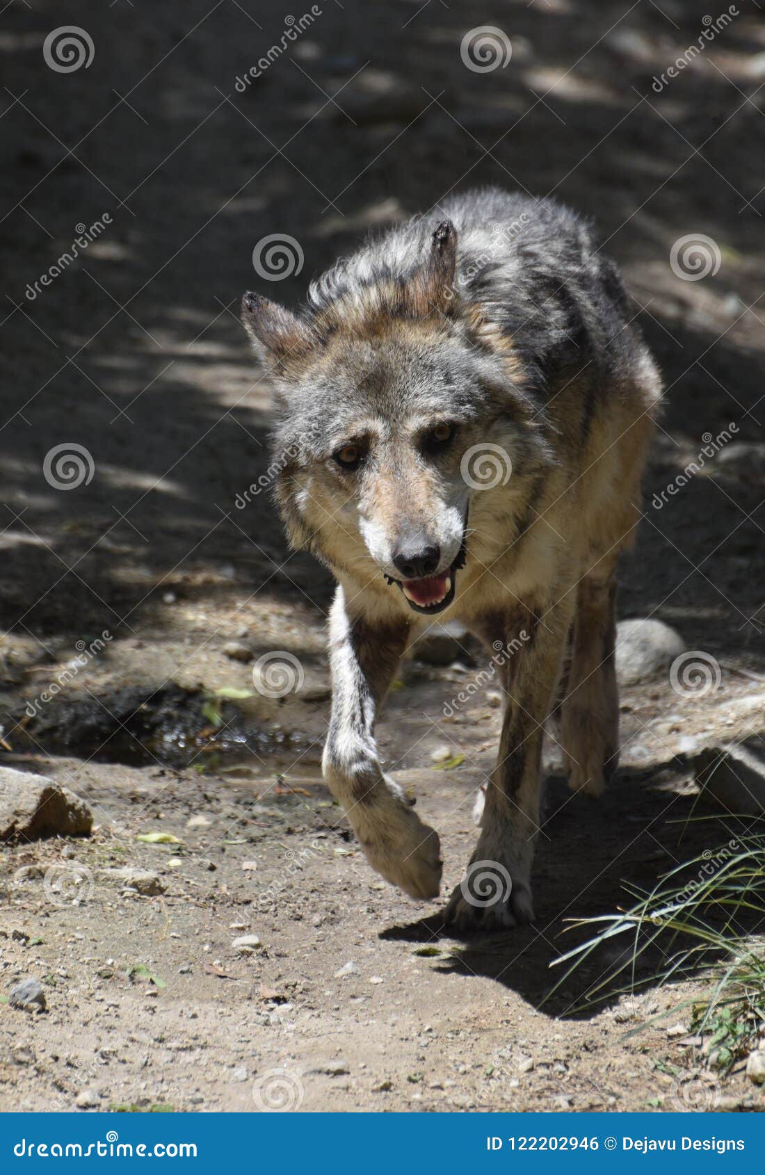 Curious Expression on the Face of a Timber Wolf Stock Photo - Image of ...