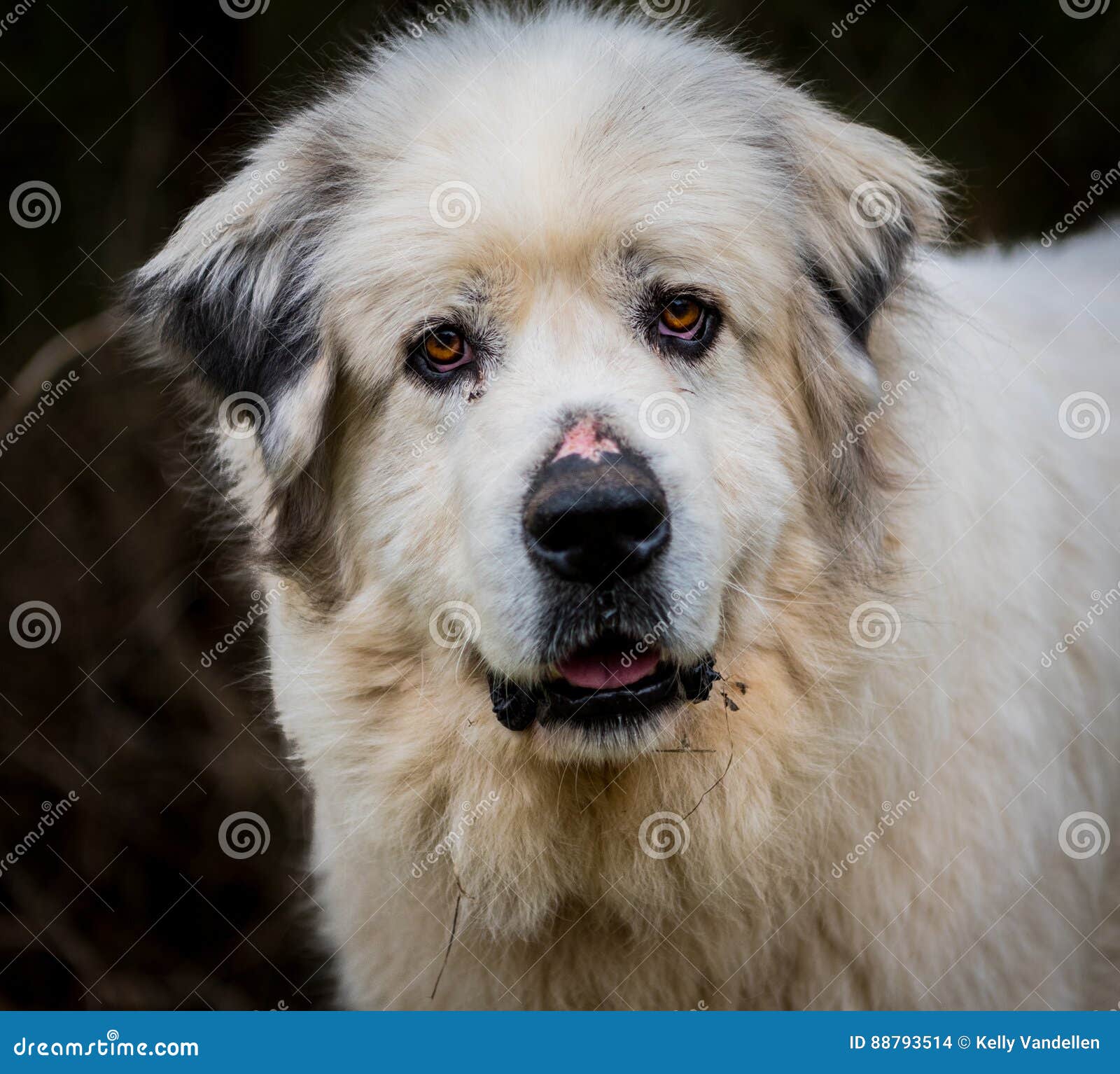 Curious Face of a Great Pyrenees Herding Dog Stock Photo - Image of ...
