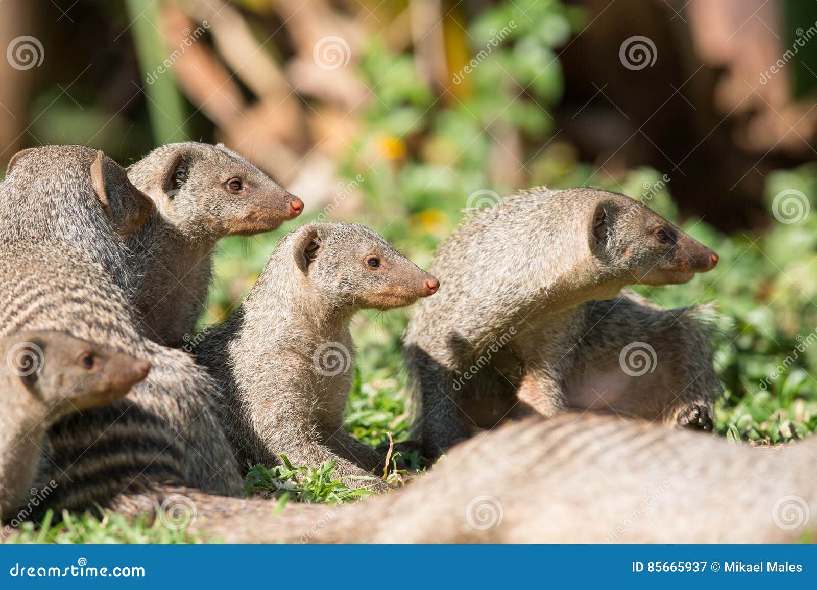 Curious Family of Banded Mongoose Stock Image - Image of banded, green ...
