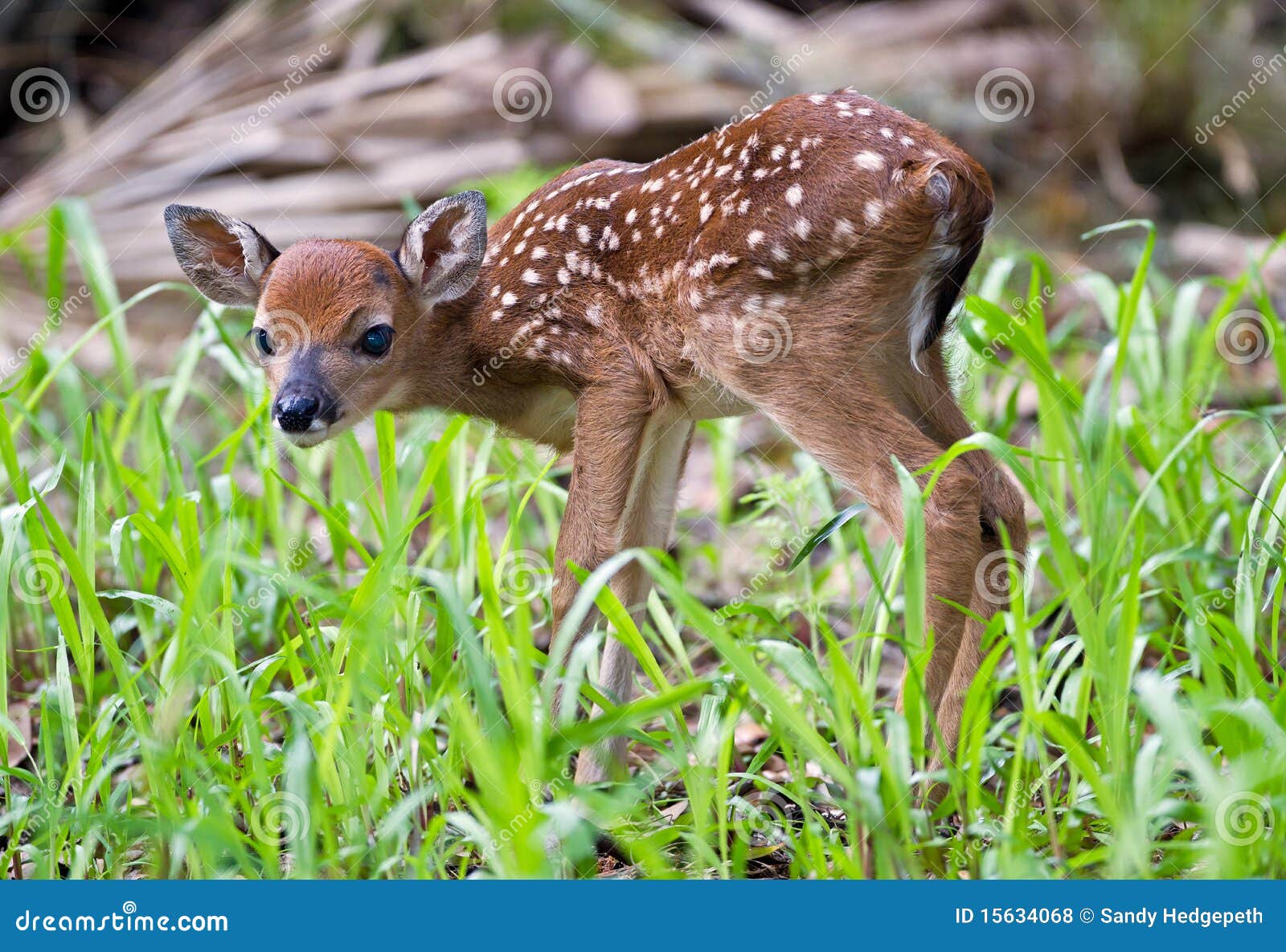 Curious Fawn stock photo. Image of baby, nature, deer - 15634068