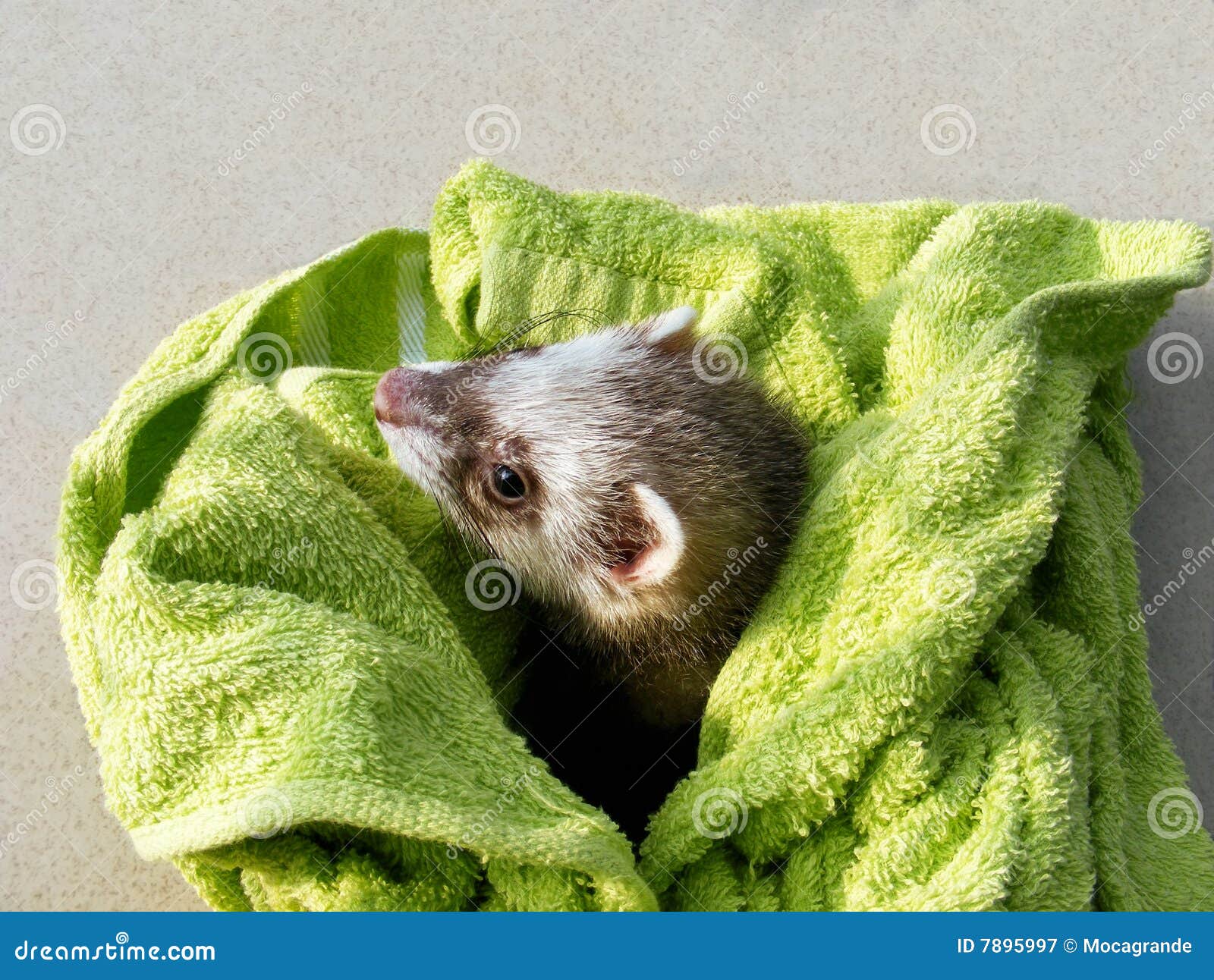 Curious ferret stock image. Image of cute, hide, female - 7895997