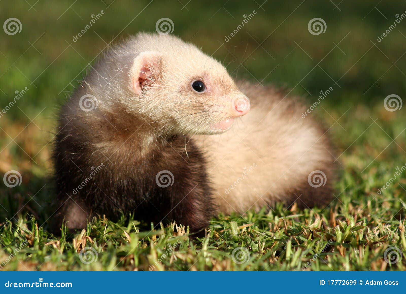 Curious Ferret Kit. stock image. Image of siamese, whiskers - 17772699
