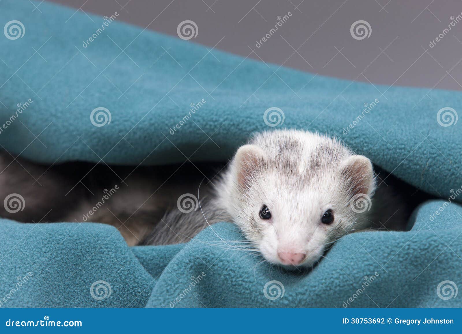 Curious ferret. stock photo. Image of cute, face, putorius - 30753692