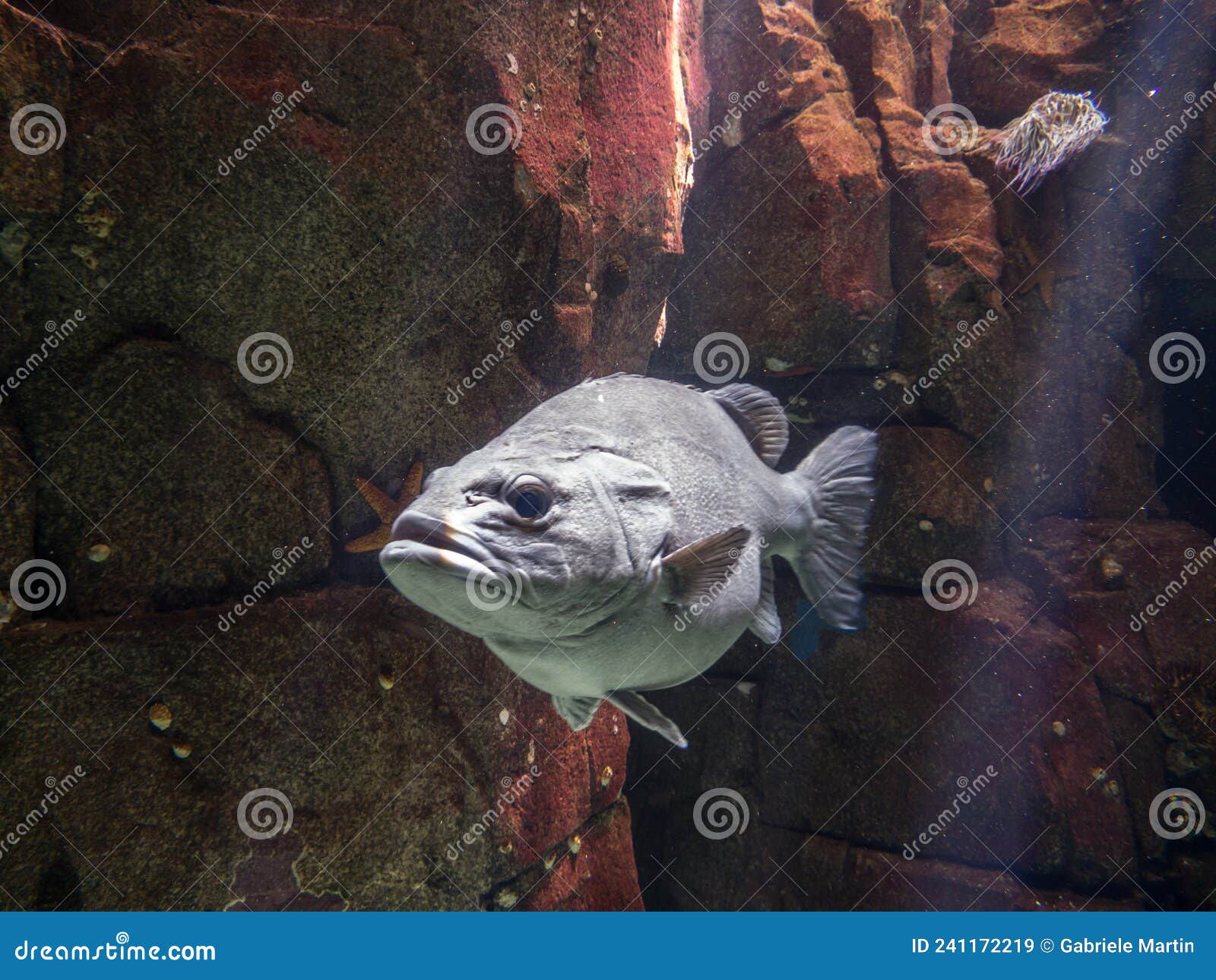 Curious fish 2 stock image. Image of painting, turtle - 241172219