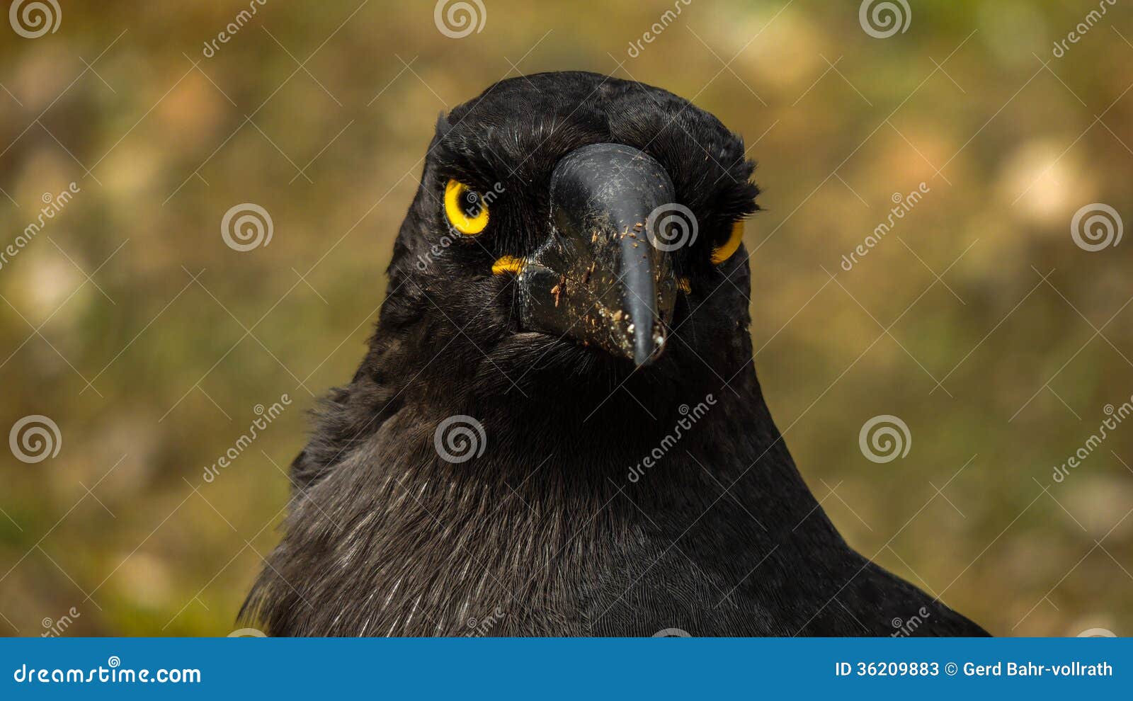 Curious Forest Raven stock image. Image of forest, curious - 36209883