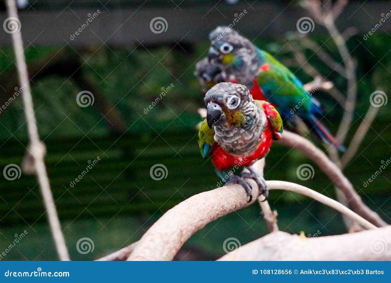 Curious and Friendly Parrot Stock Photo - Image of wing, tropical ...