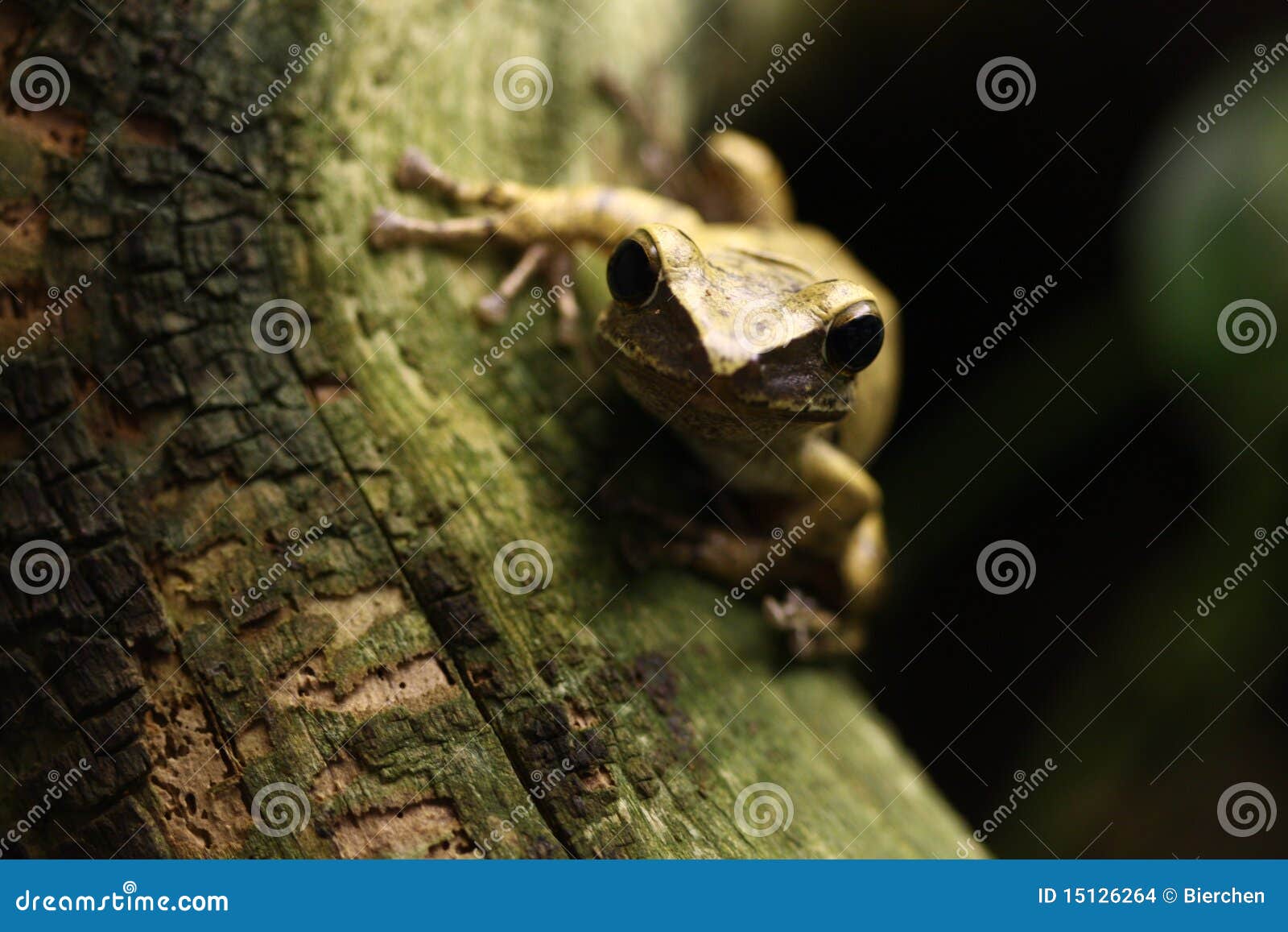 Curious frog stock photo. Image of closeup, funny, hands - 15126264