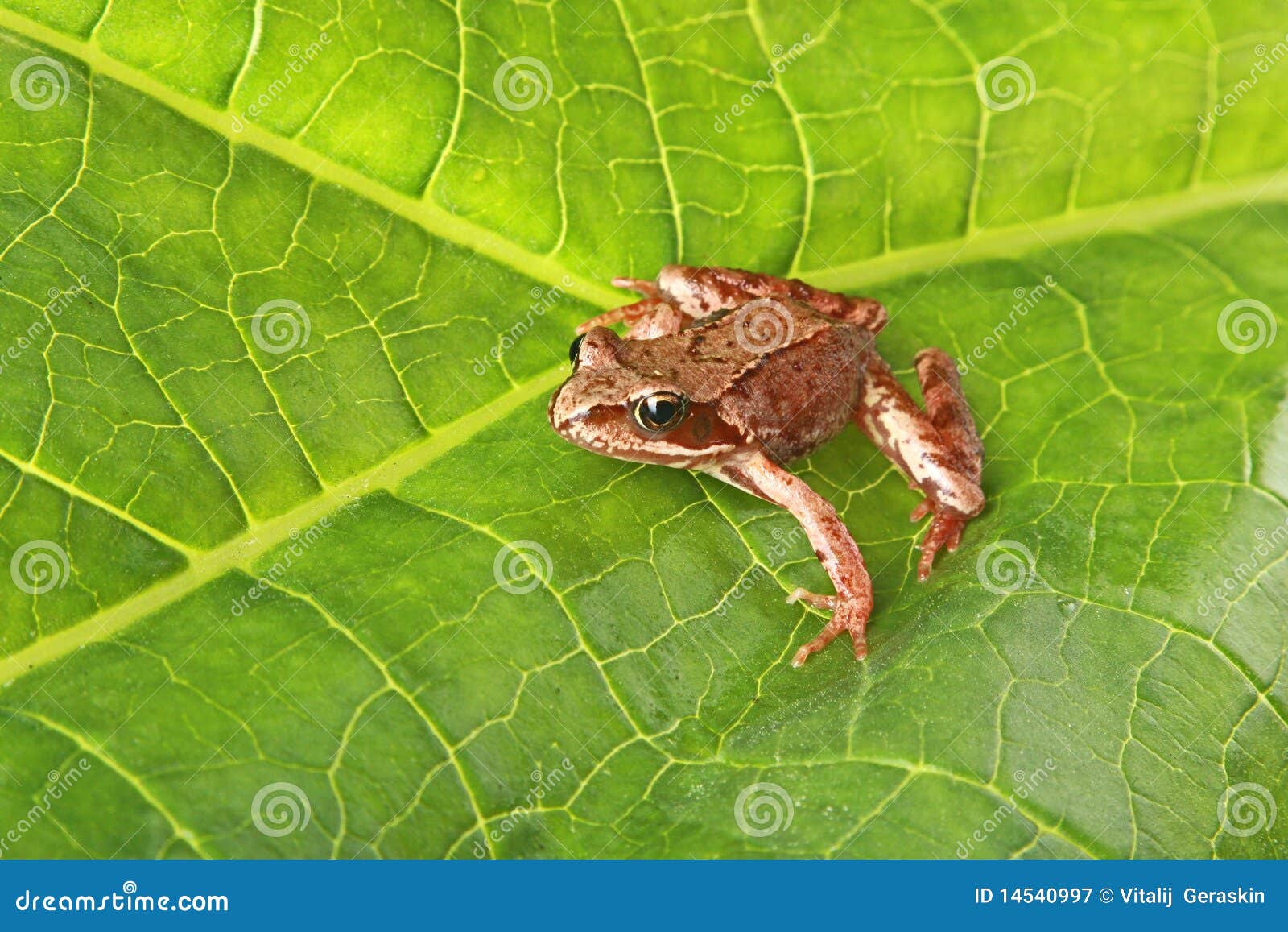 Curious Frog on a Big Green Leaf Stock Image - Image of nature, croak ...