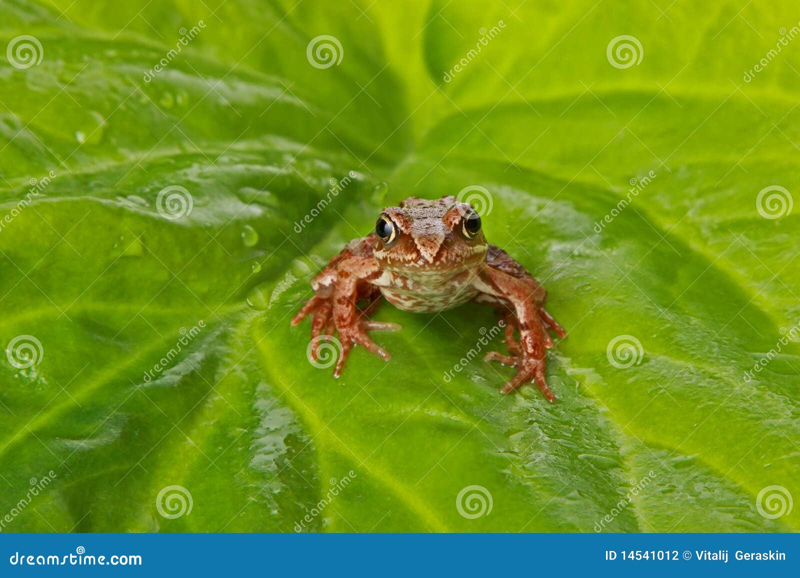 Curious Frog on a Big Green Leaf Stock Photo - Image of amphibian ...