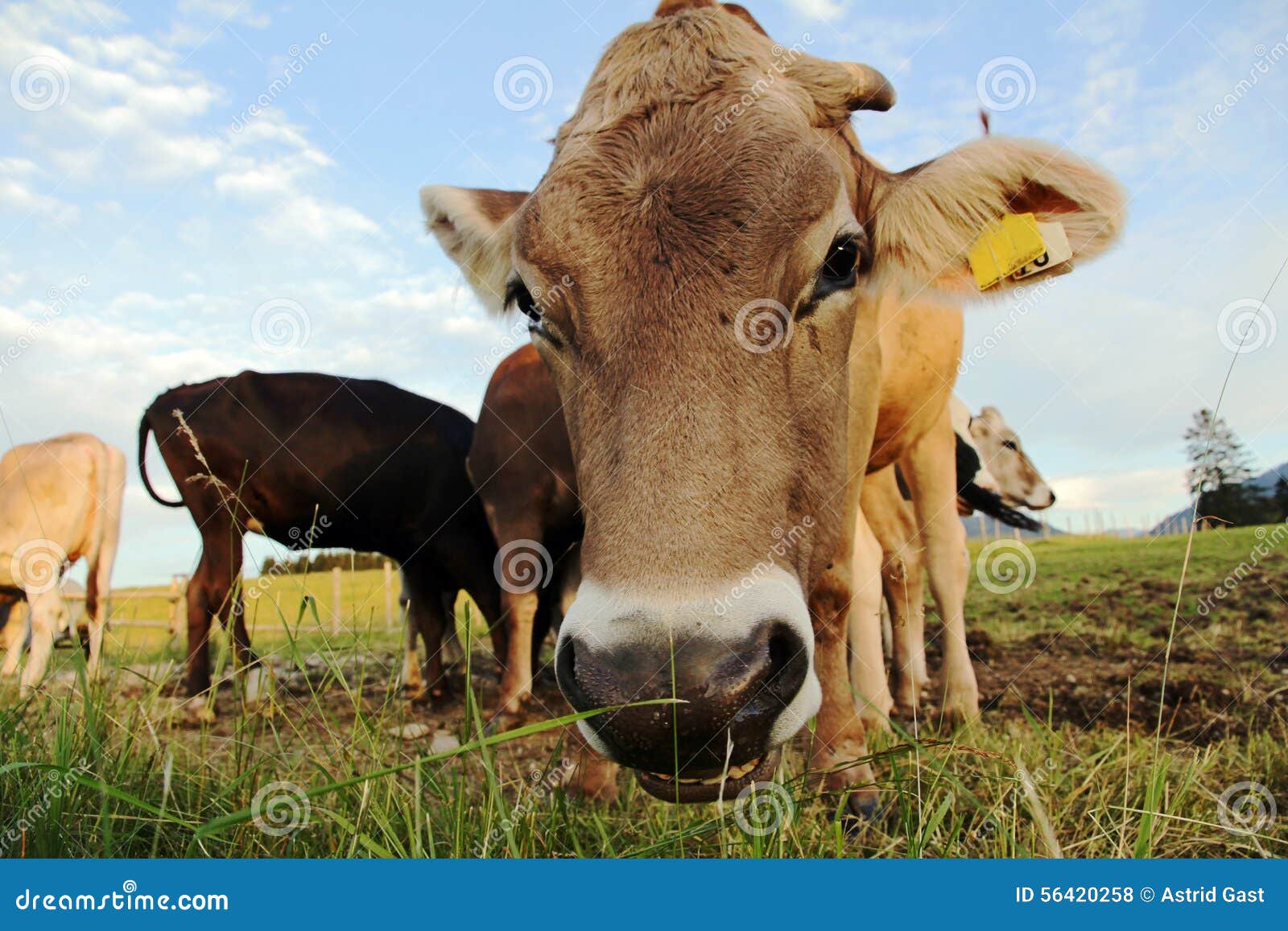 Curious, Funny Look of a Cow Stock Photo - Image of allgaeu, brown ...