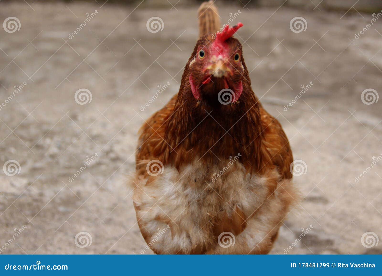 Curious Funny Red Chicken Looking at the Camera Stock Image - Image of ...