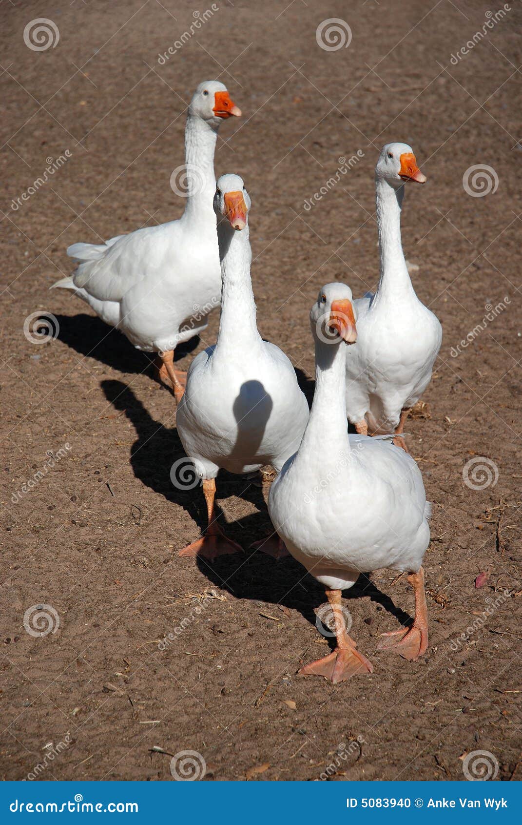 Curious geese stock photo. Image of running, moving, curiosity - 5083940