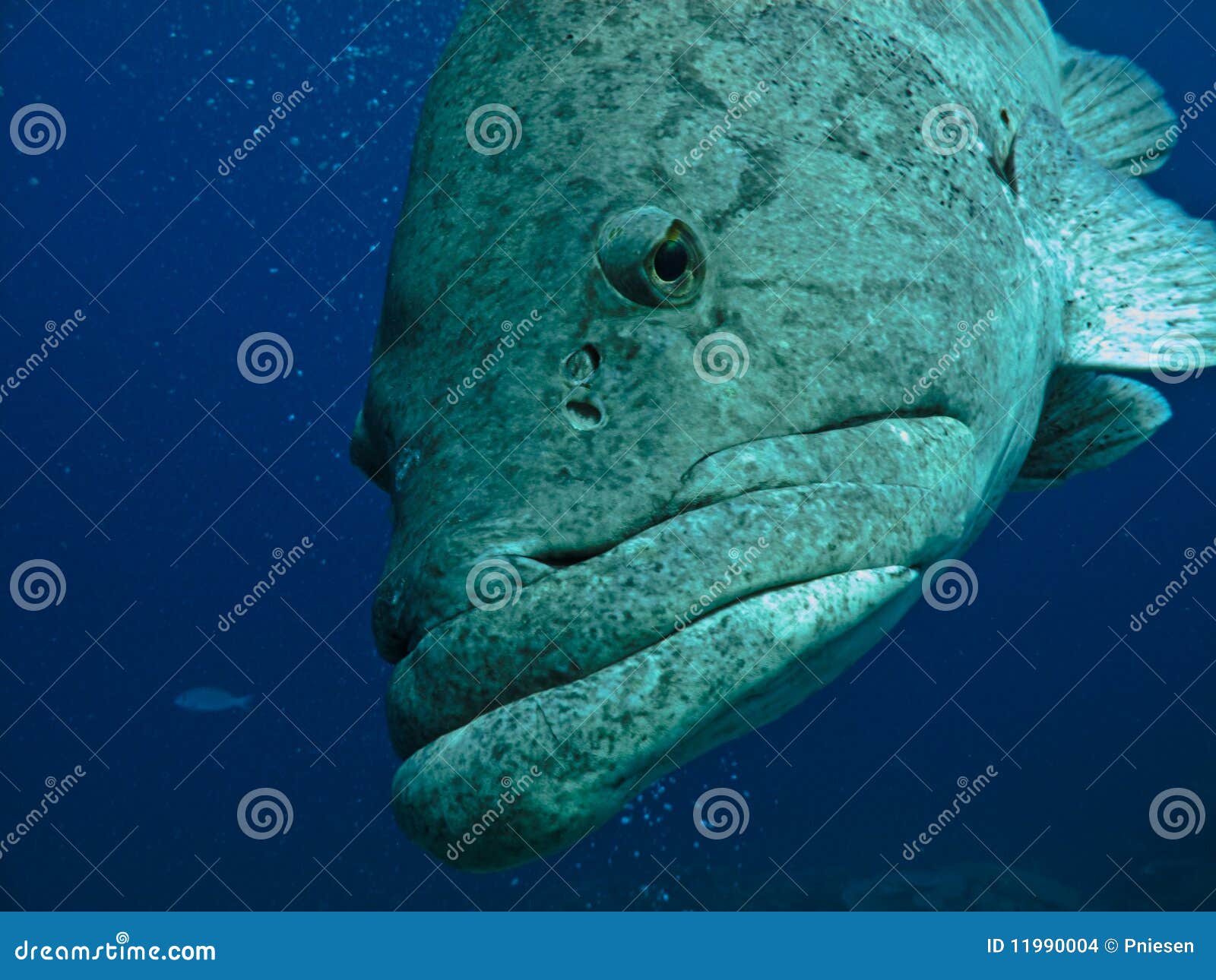 Curious Giant Potato Fish at Great Barrier Reef Stock Photo - Image of ...