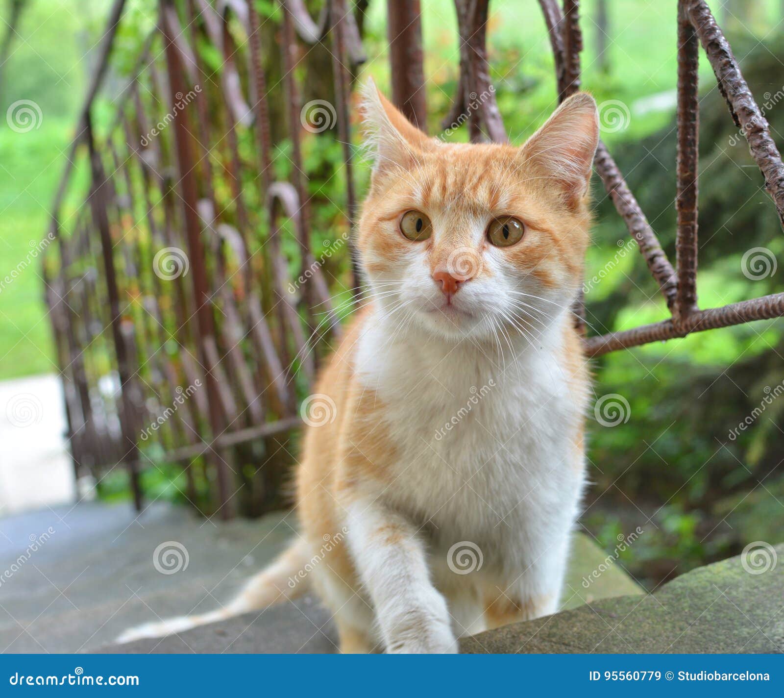 Curious ginger cat stock image. Image of adorable, interested - 95560779
