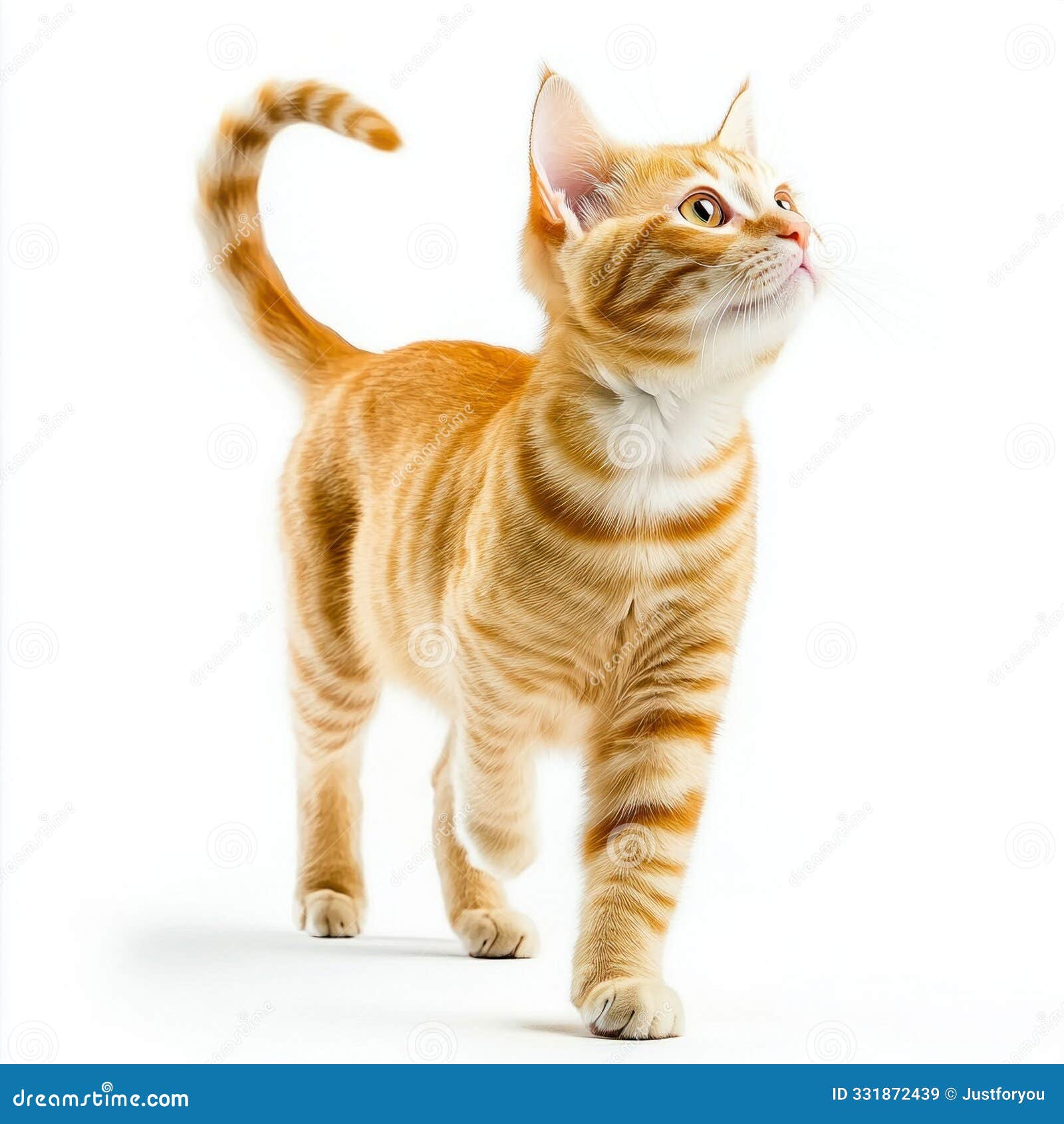 Curious Ginger Cat Walking on White Background Stock Illustration ...