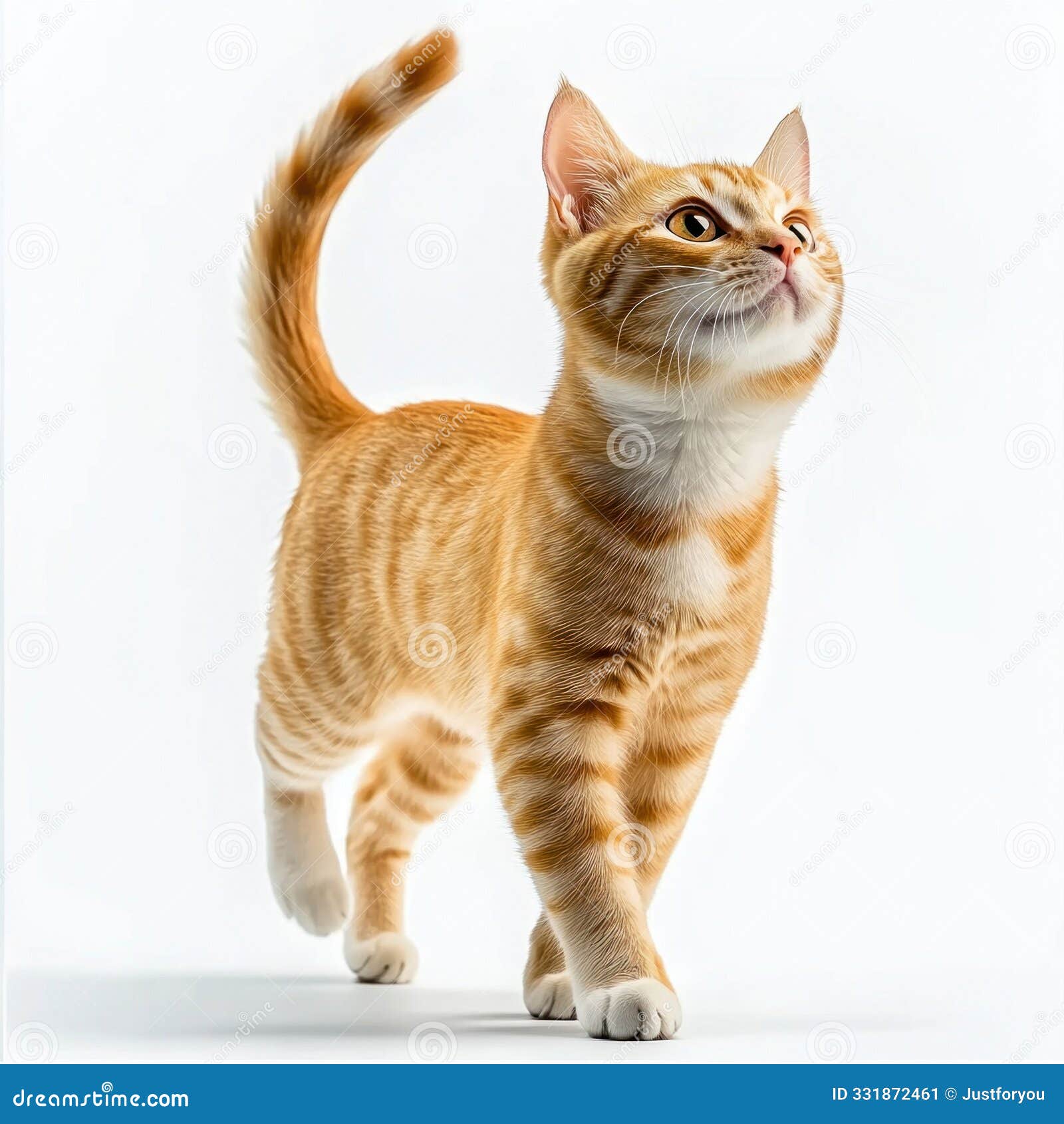 Curious Ginger Cat Walking on White Background Stock Illustration ...