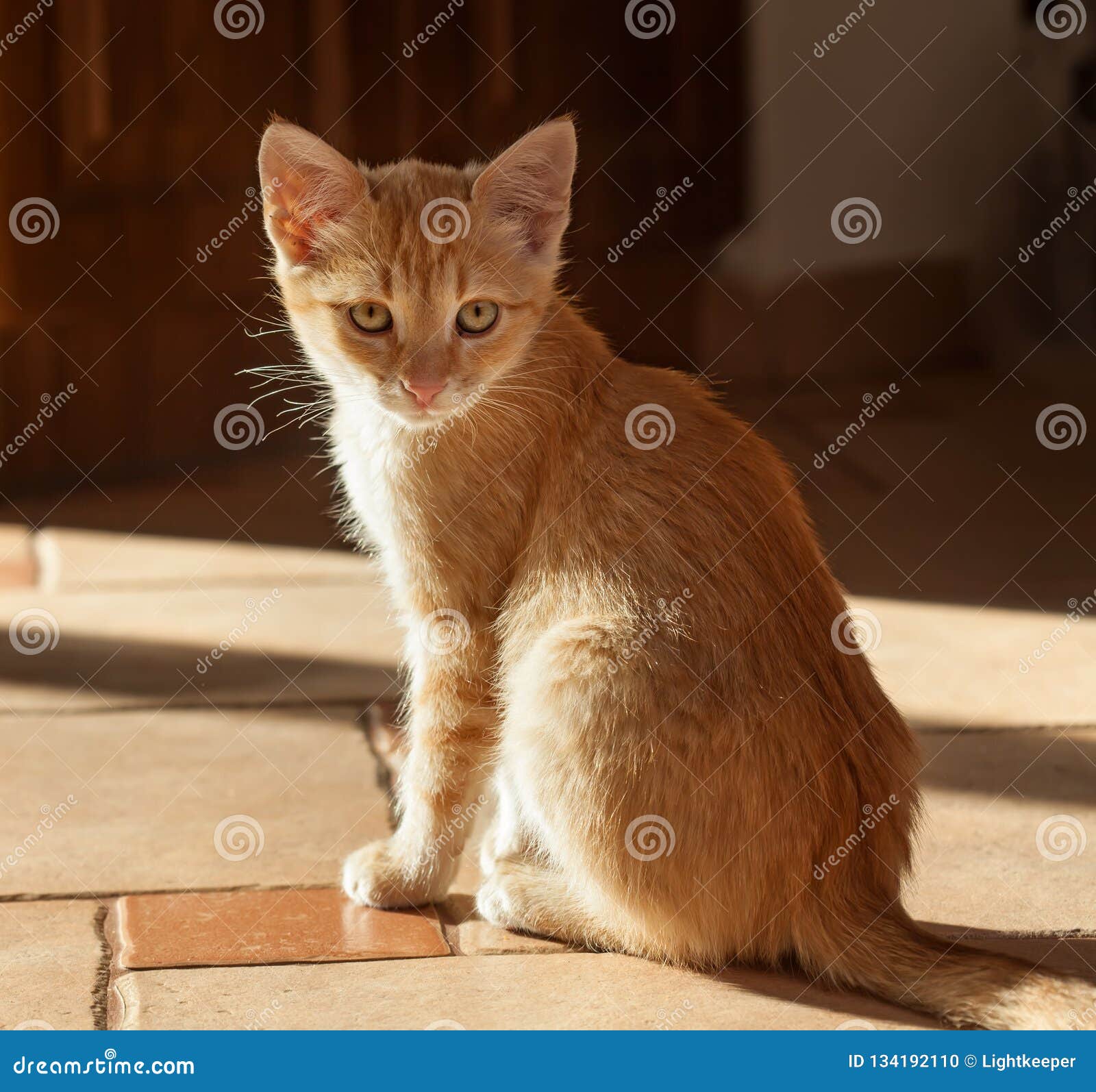 Curious Ginger Kitten Sit on the Floor in Bright Morning Sunlight Stock ...