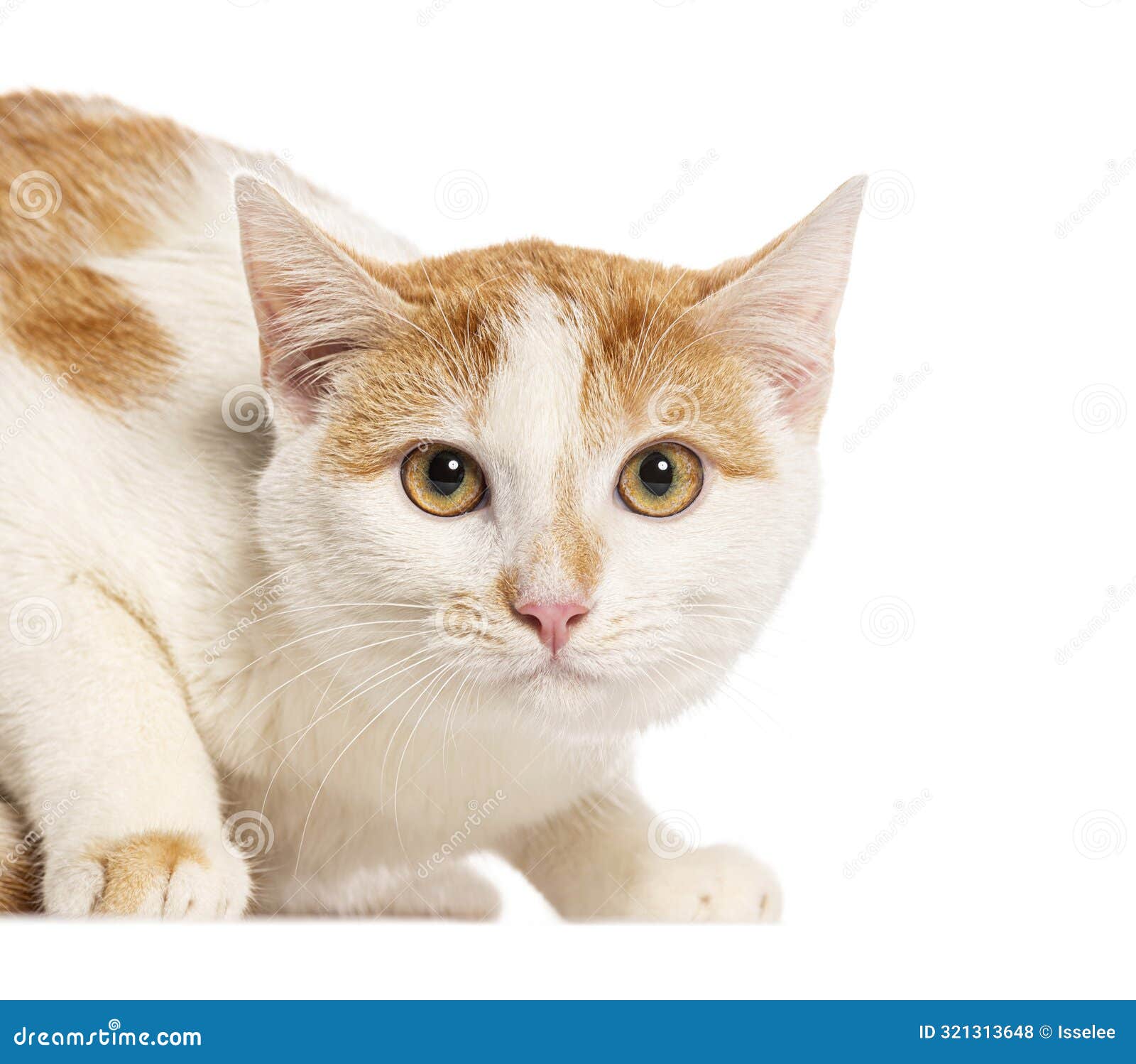 Curious Ginger and White Cat with Intense Stare on White Background ...