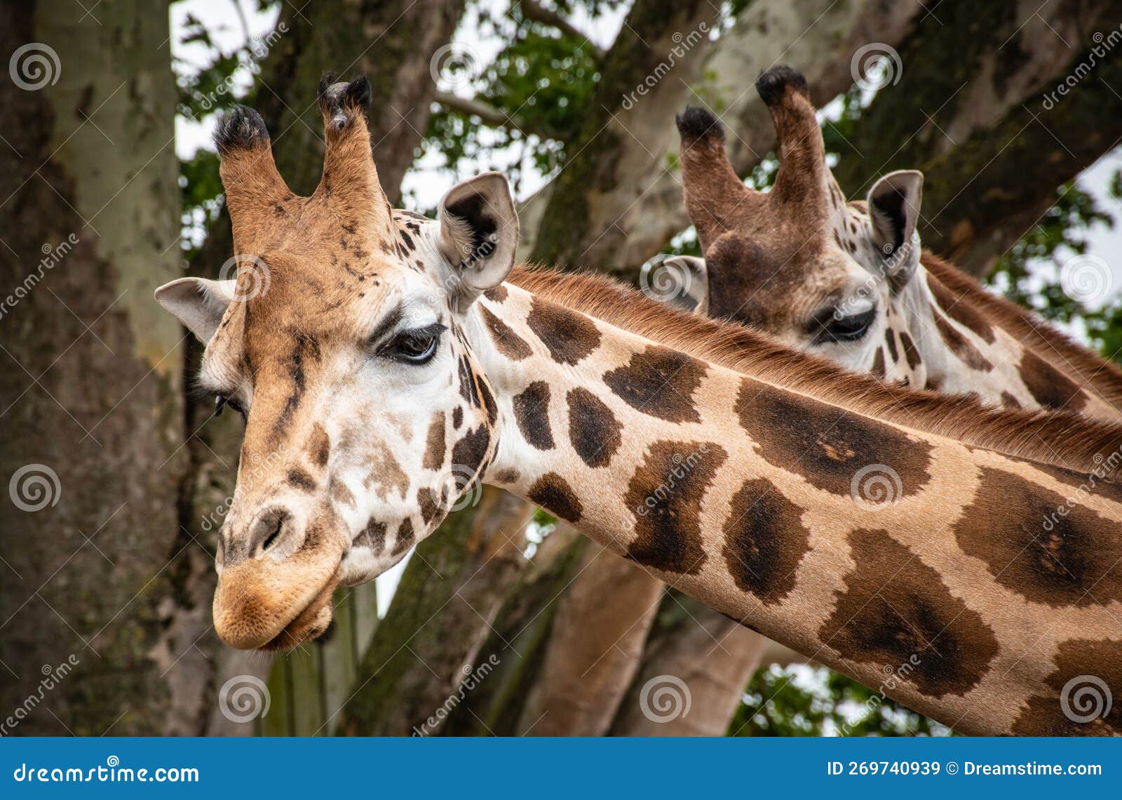 Curious Giraffes in Nature. Close-up of Giraffe Head and Neck. Stock ...