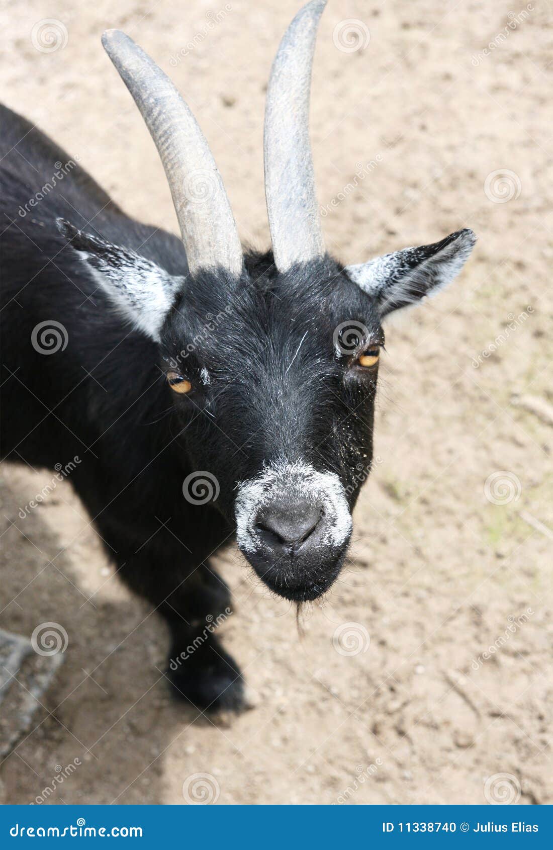 Curious Goat stock photo. Image of farm, livestock, brown - 11338740