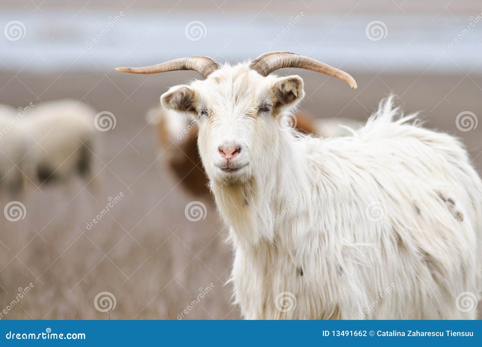Curious goat stock photo. Image of close, grass, field - 13491662