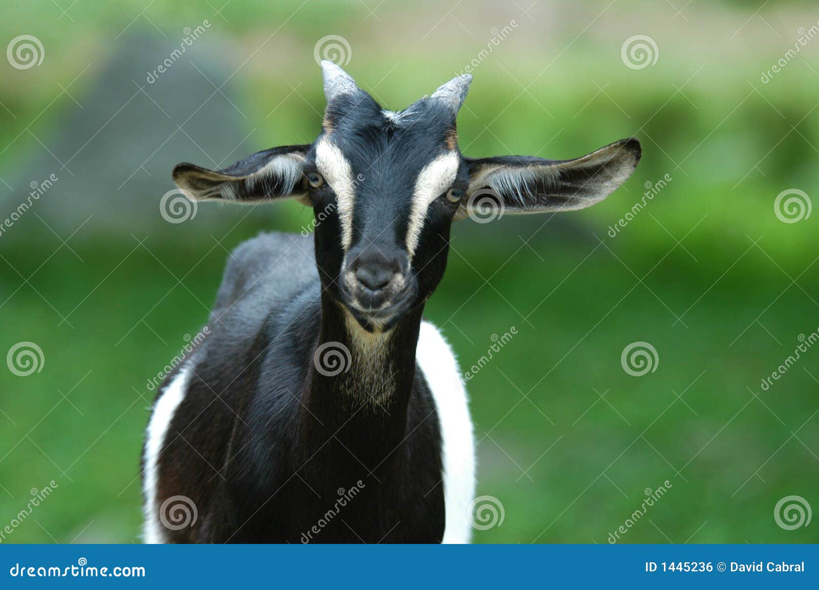 Curious Goat stock photo. Image of wildlife, white, unique - 1445236