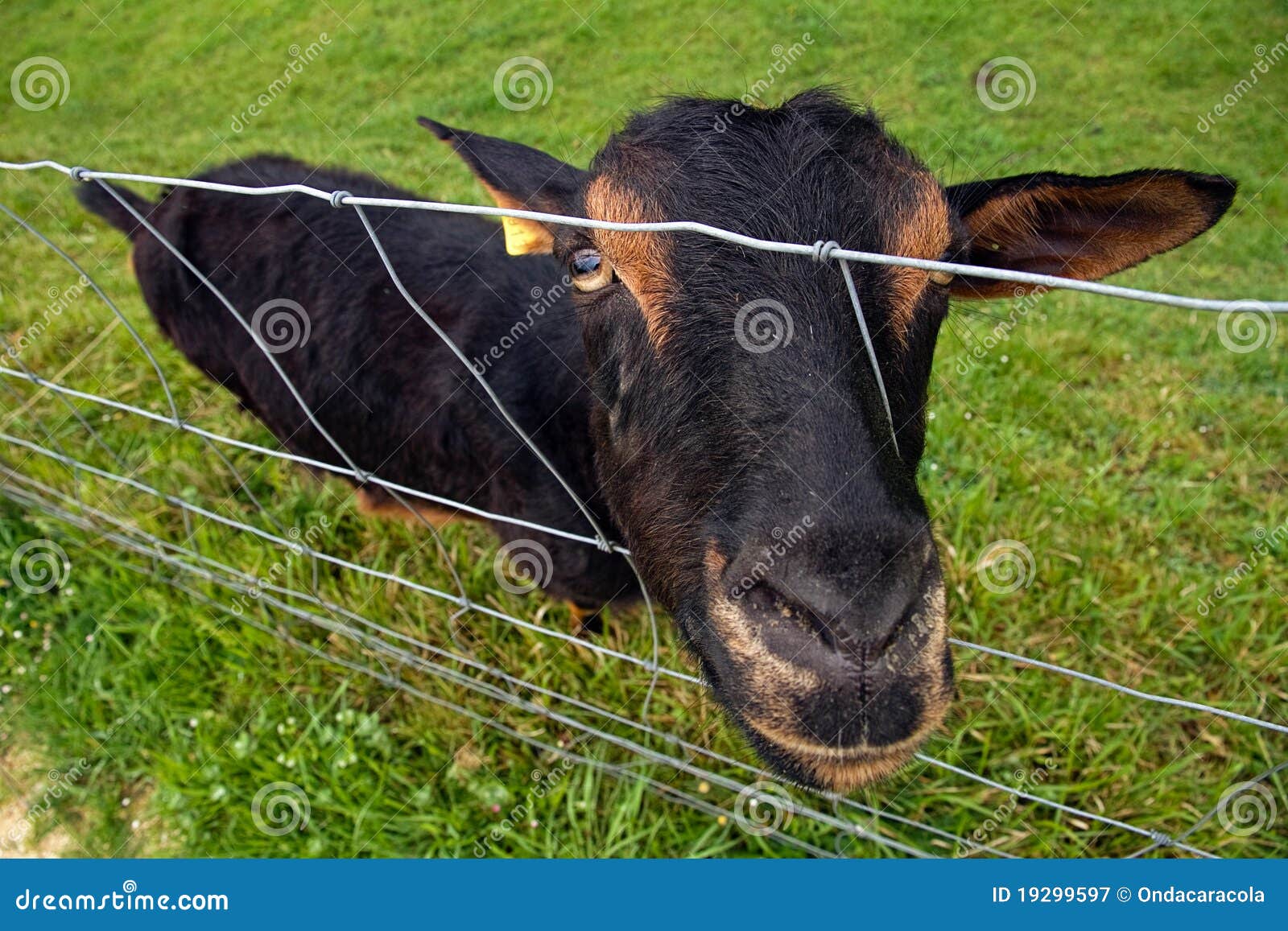 Curious goat stock image. Image of cattle, skin, chopped - 19299597