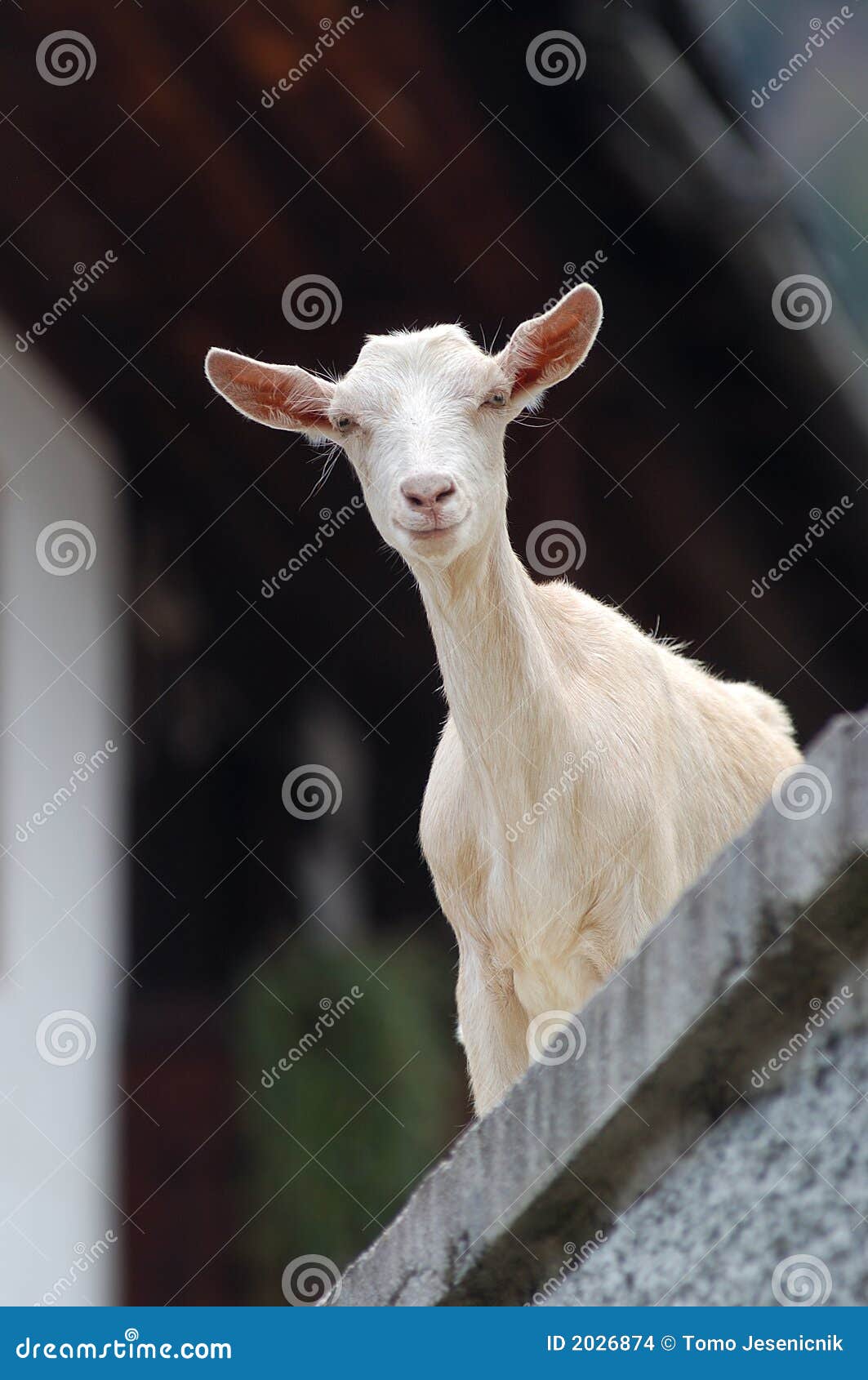 Curious goat stock photo. Image of ears, tree, white, domestic - 2026874
