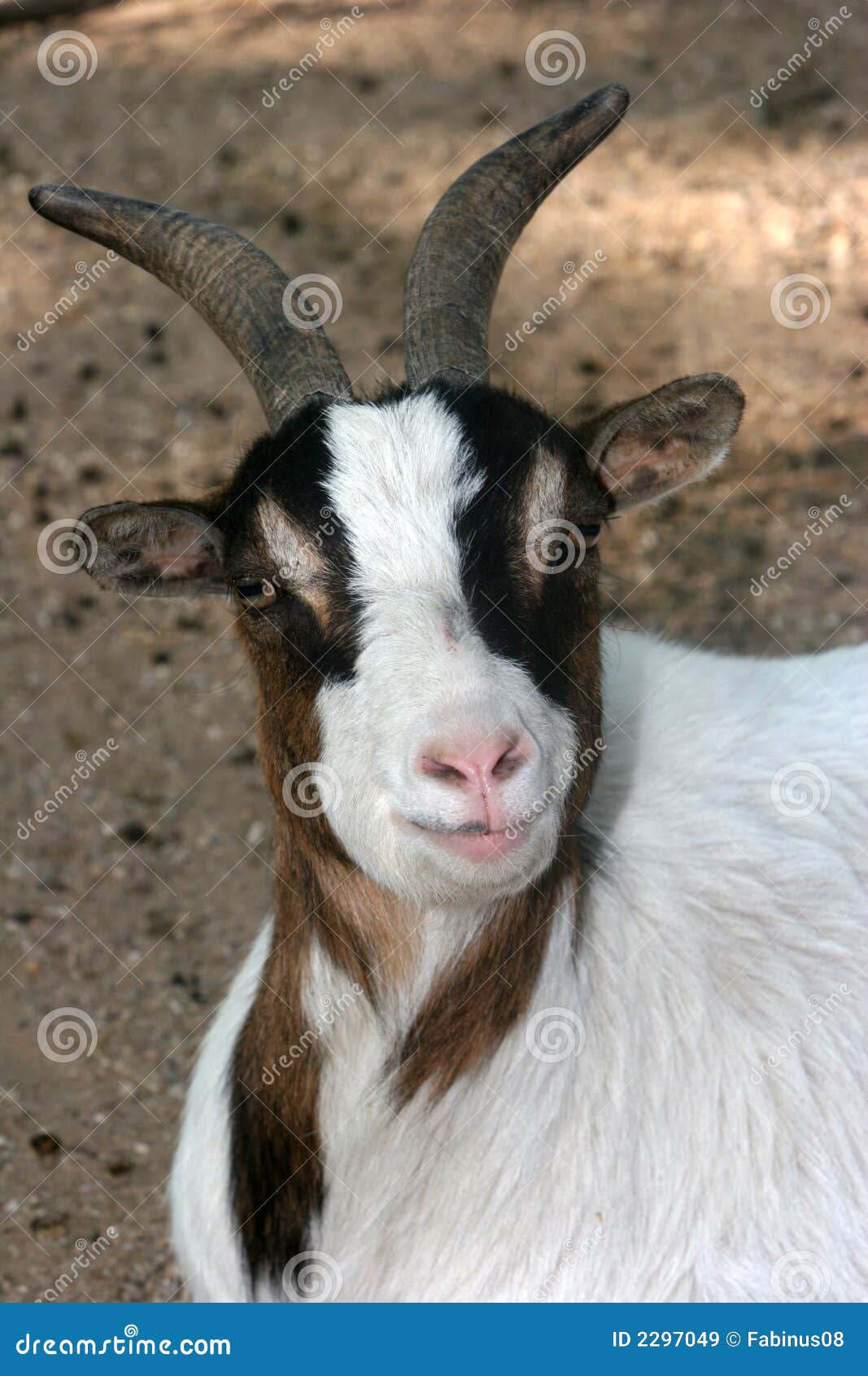 Curious goat stock image. Image of antler, countryside - 2297049