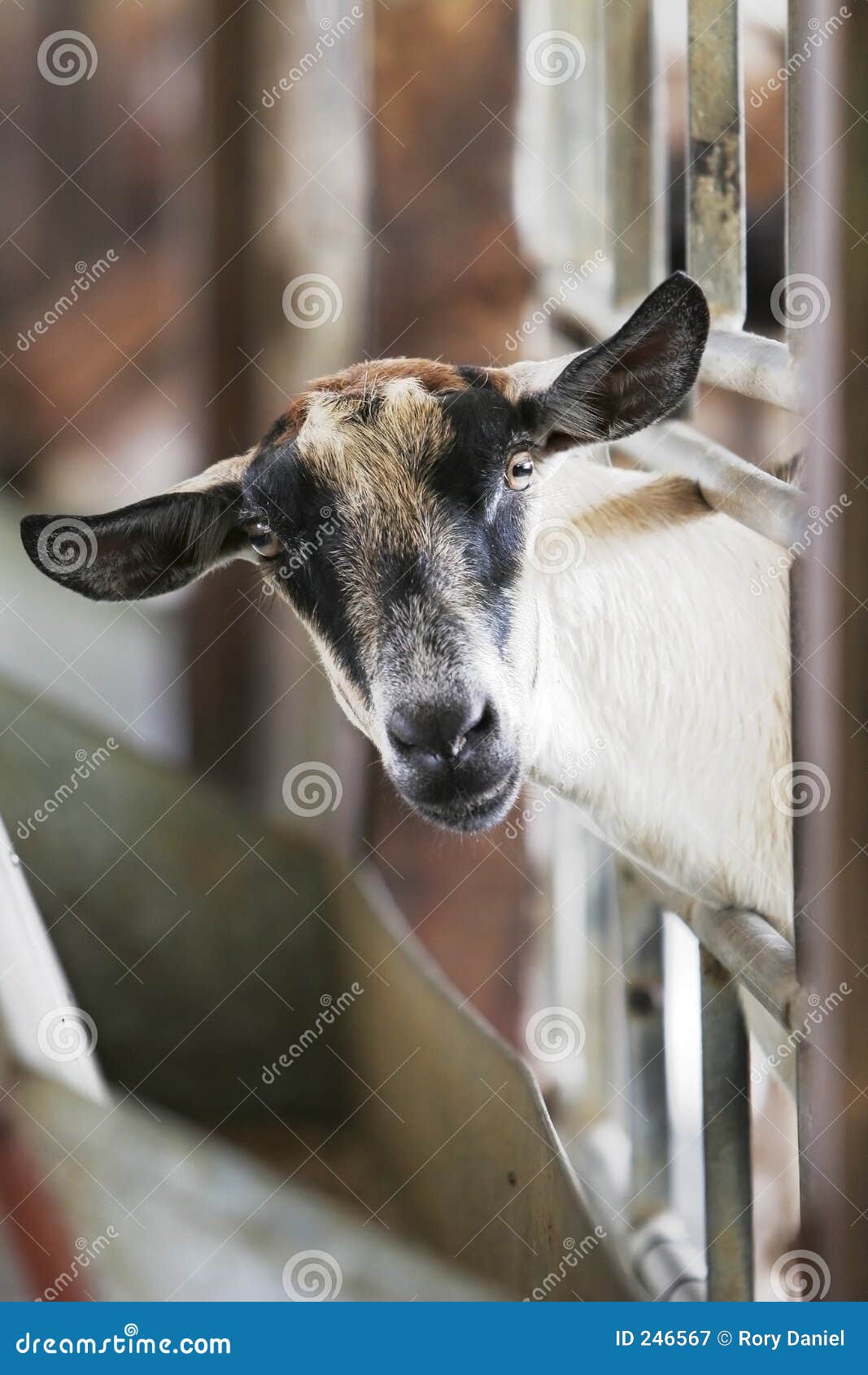 Curious Goat stock image. Image of frame, farmyard, curiosity - 246567