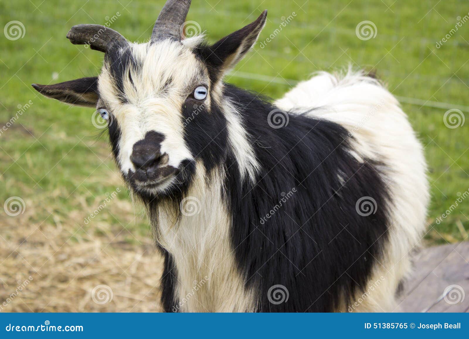 Curious Goat stock image. Image of happy, smile, cute - 51385765