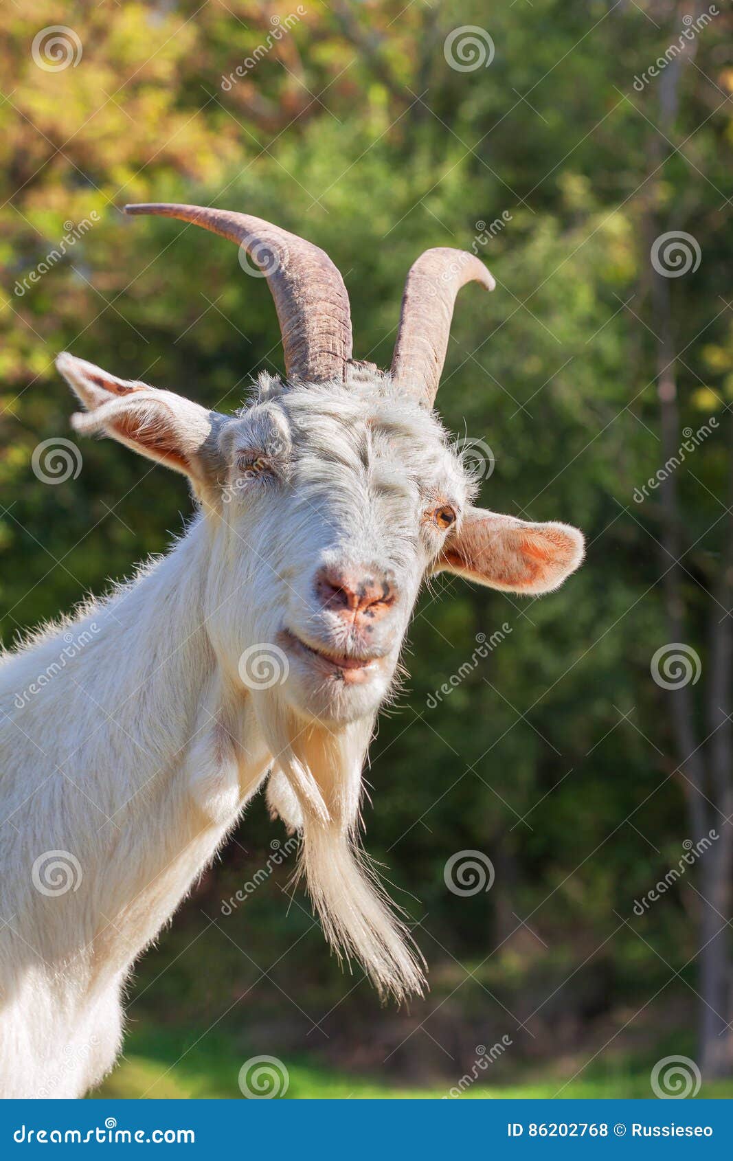 Funny Goat Face