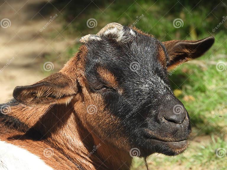 Curious Goat Facing the Camera with Its Head Tilted Back Stock Photo ...
