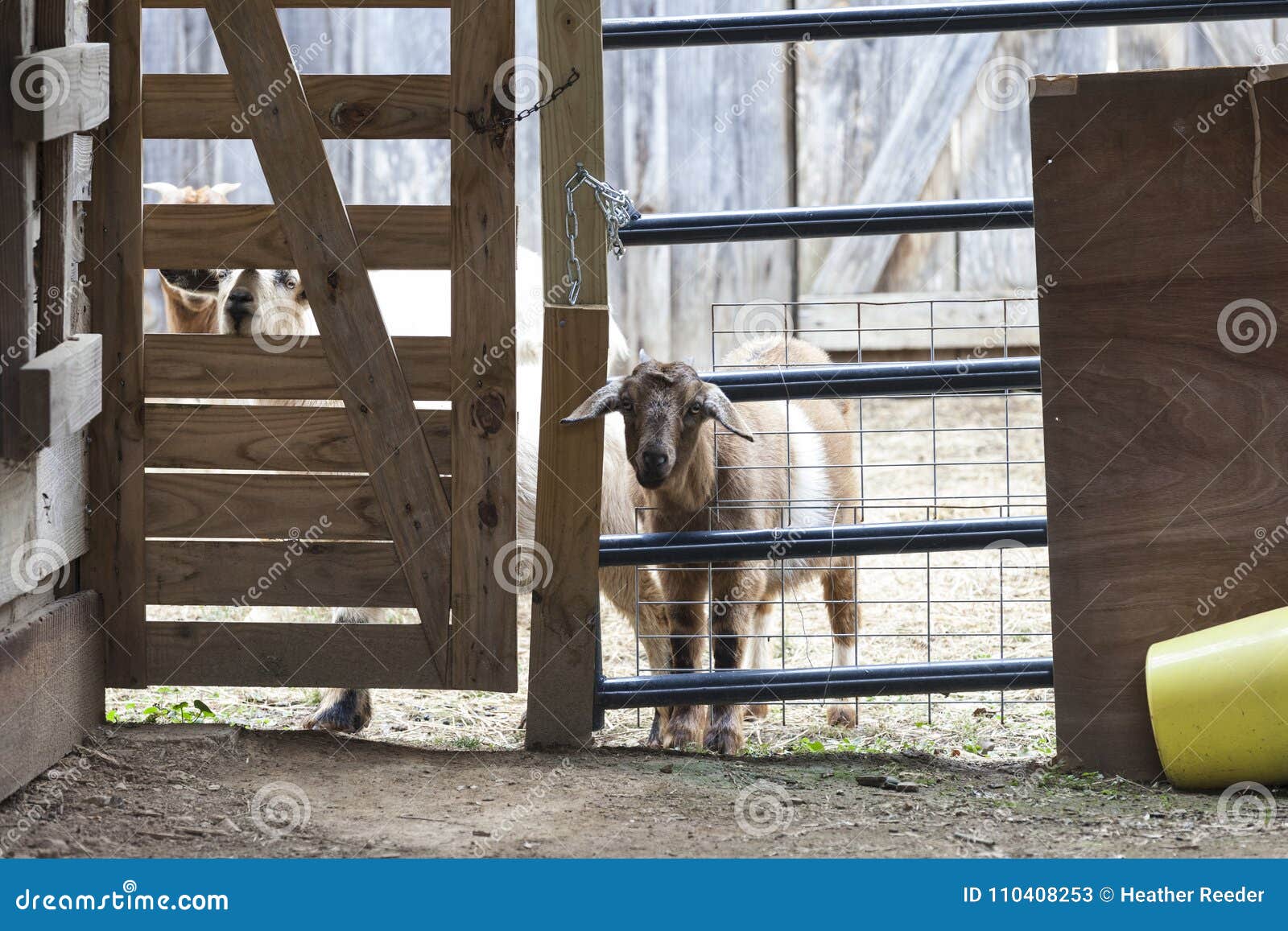 Curious Goat with Its Head through Gate. Stock Image - Image of nannies ...