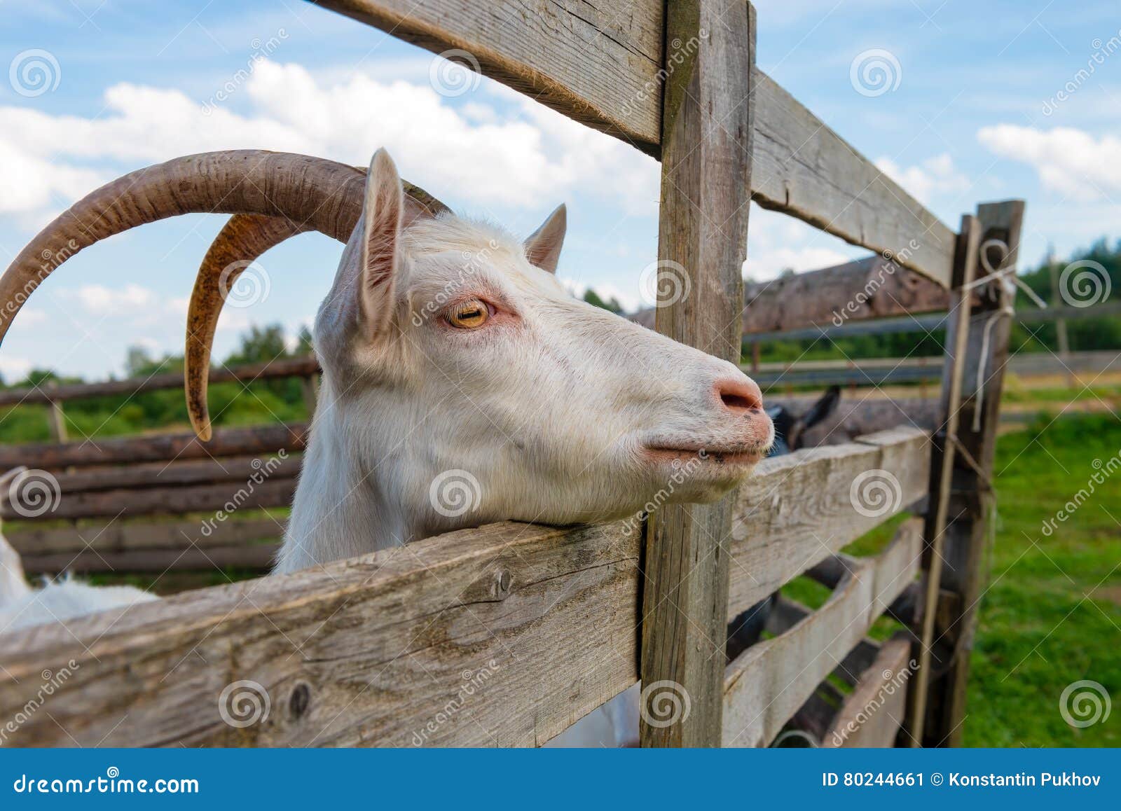 A Curious Goat with Large Horns Stock Image - Image of livestock, crowd ...