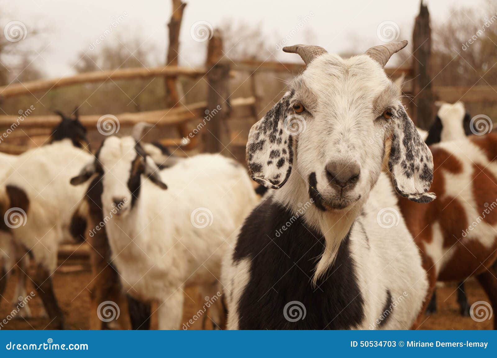 Curious goat stock image. Image of mammals, domesticated - 50534703