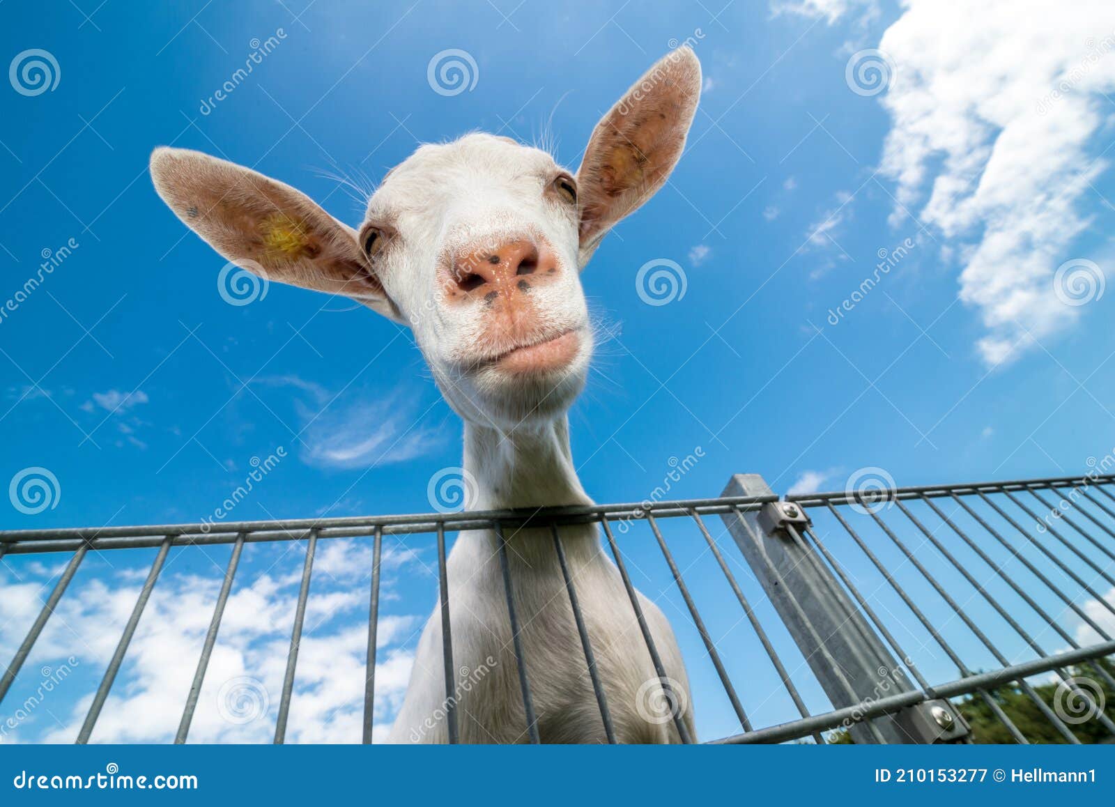 A Curious Goat stock image. Image of looking, closeup - 210153277