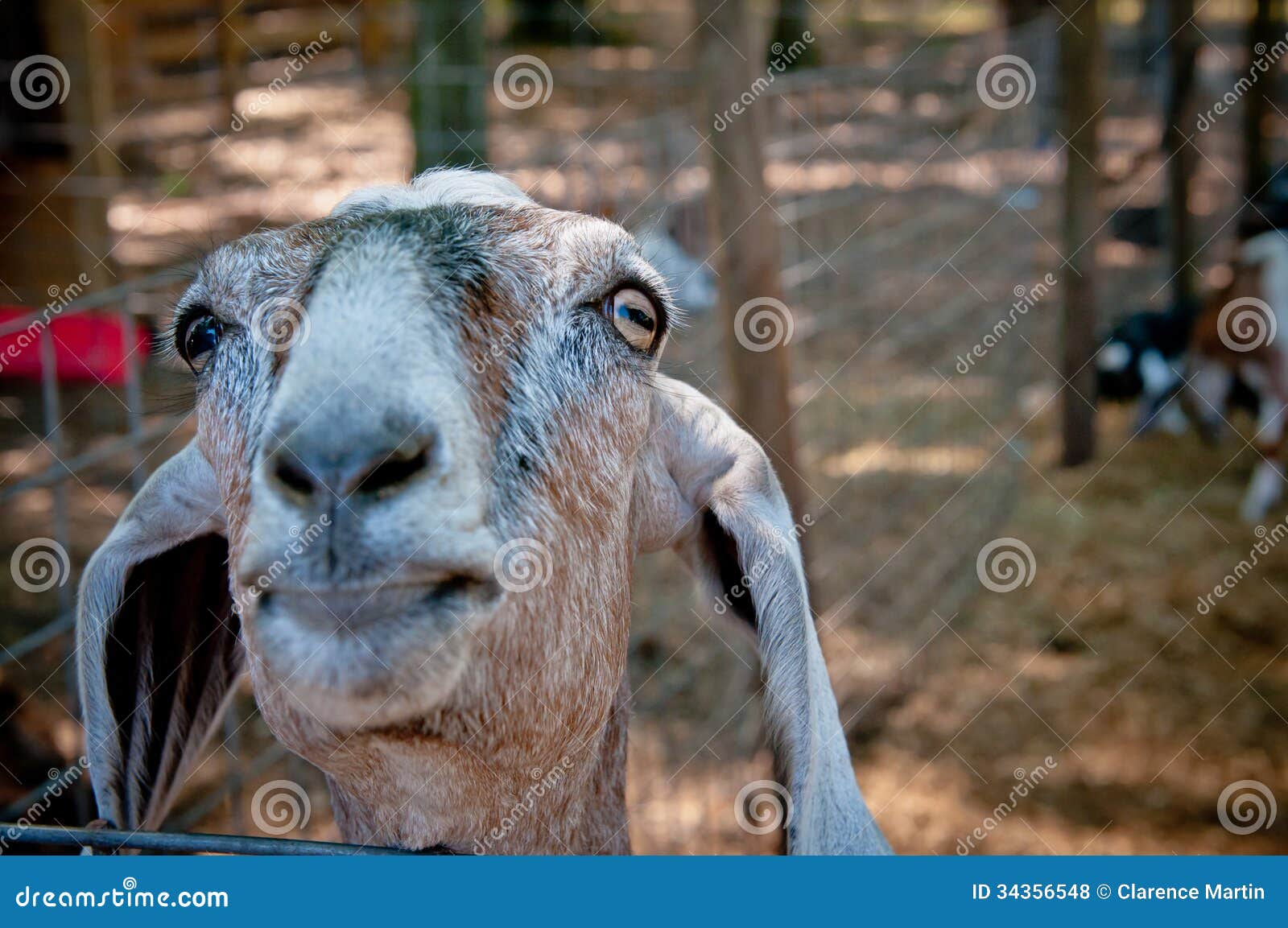 Curious Goat stock photo. Image of color, caprinae, animal - 34356548