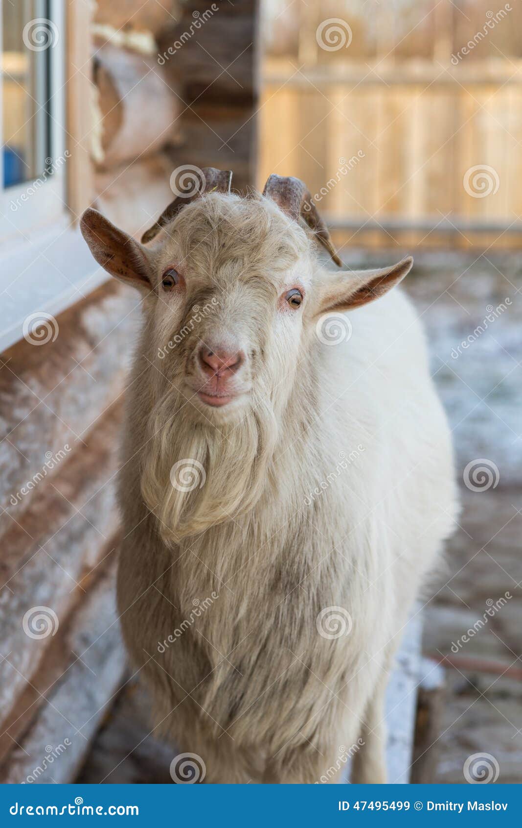 Curious goat stock image. Image of face, animals, woodden - 47495499