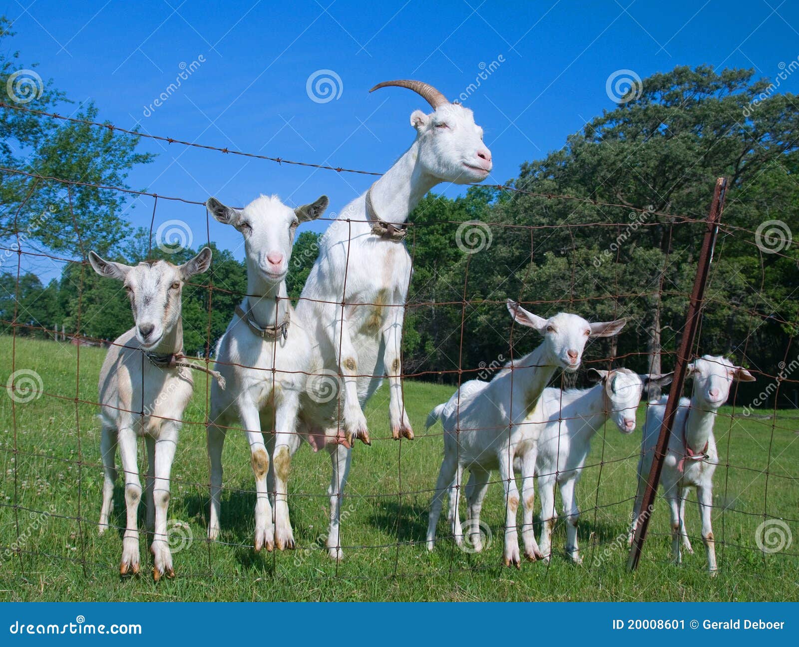 Curious Goats stock image. Image of meat, country, herd - 20008601