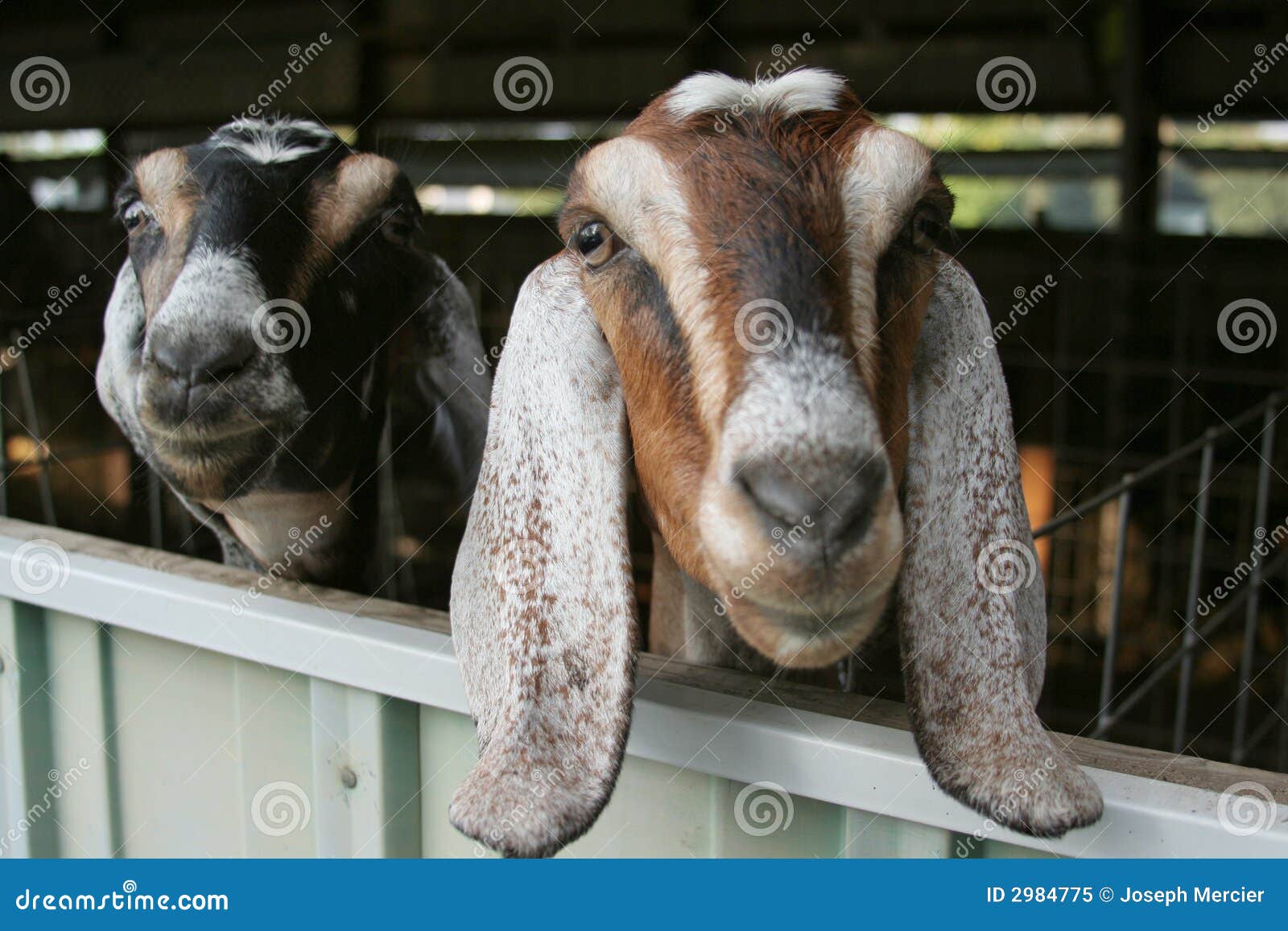 Curious Goats stock image. Image of curious, farming, goats - 2984775