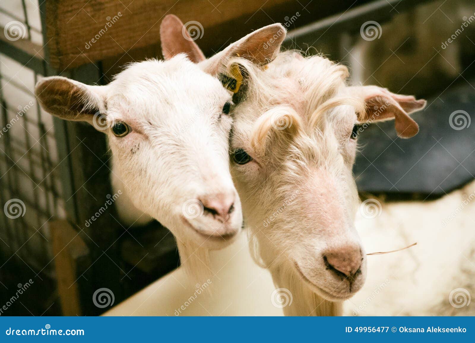 Curious goats at homestead stock image. Image of agriculture - 49956477