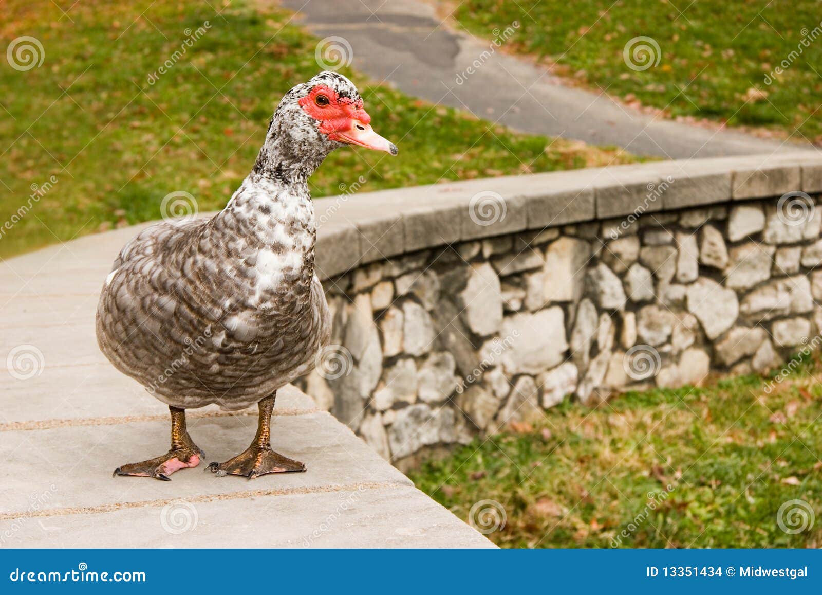 A Curious Goose on a Stone Wall Stock Photo - Image of wild, wall: 13351434