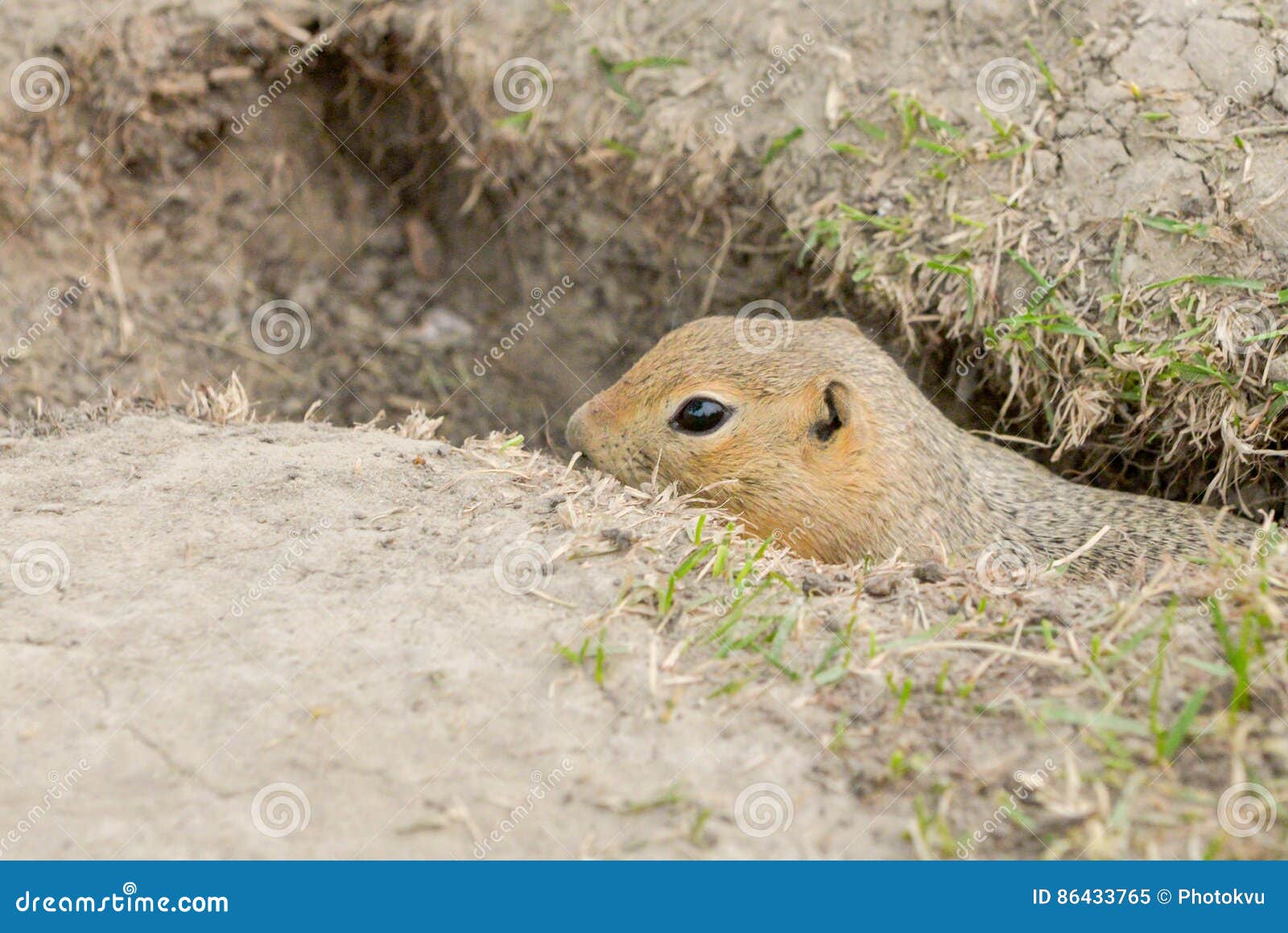 Gopher Silhouette On Crumpled Paper Background Royalty-Free Stock Image ...
