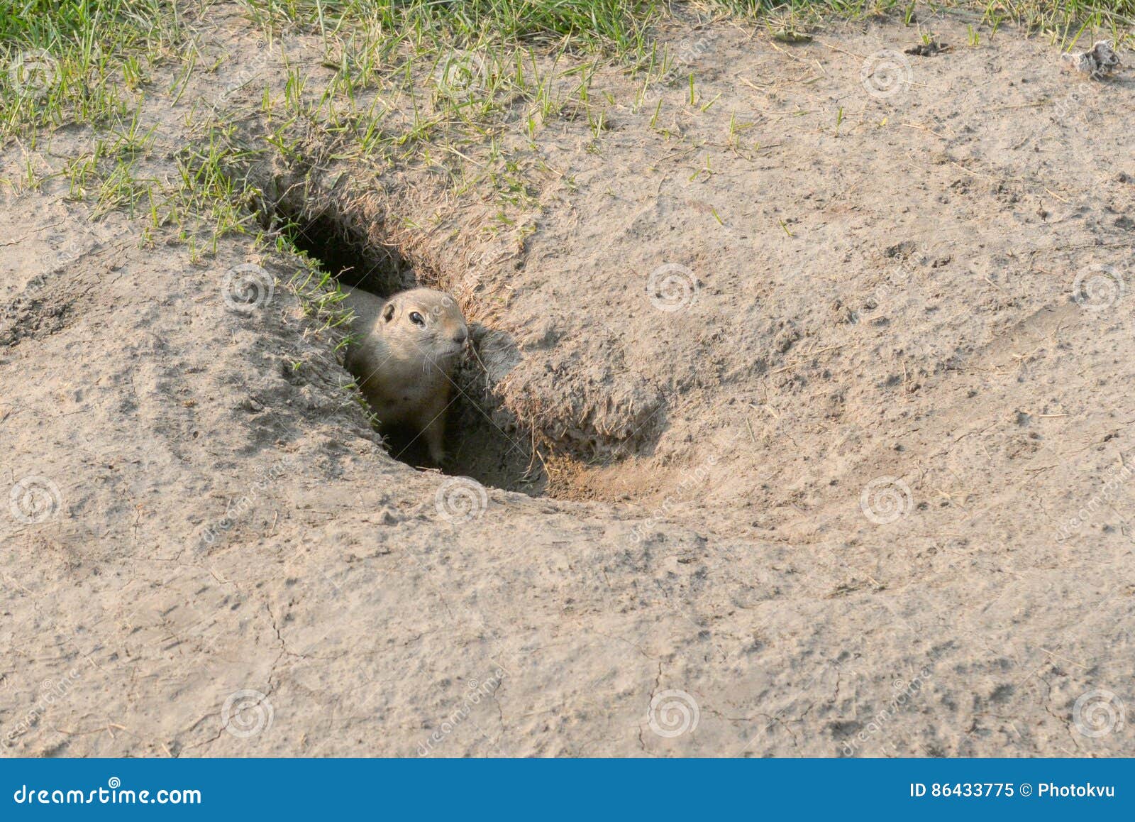Gopher Silhouette On Crumpled Paper Background Royalty-Free Stock Image ...