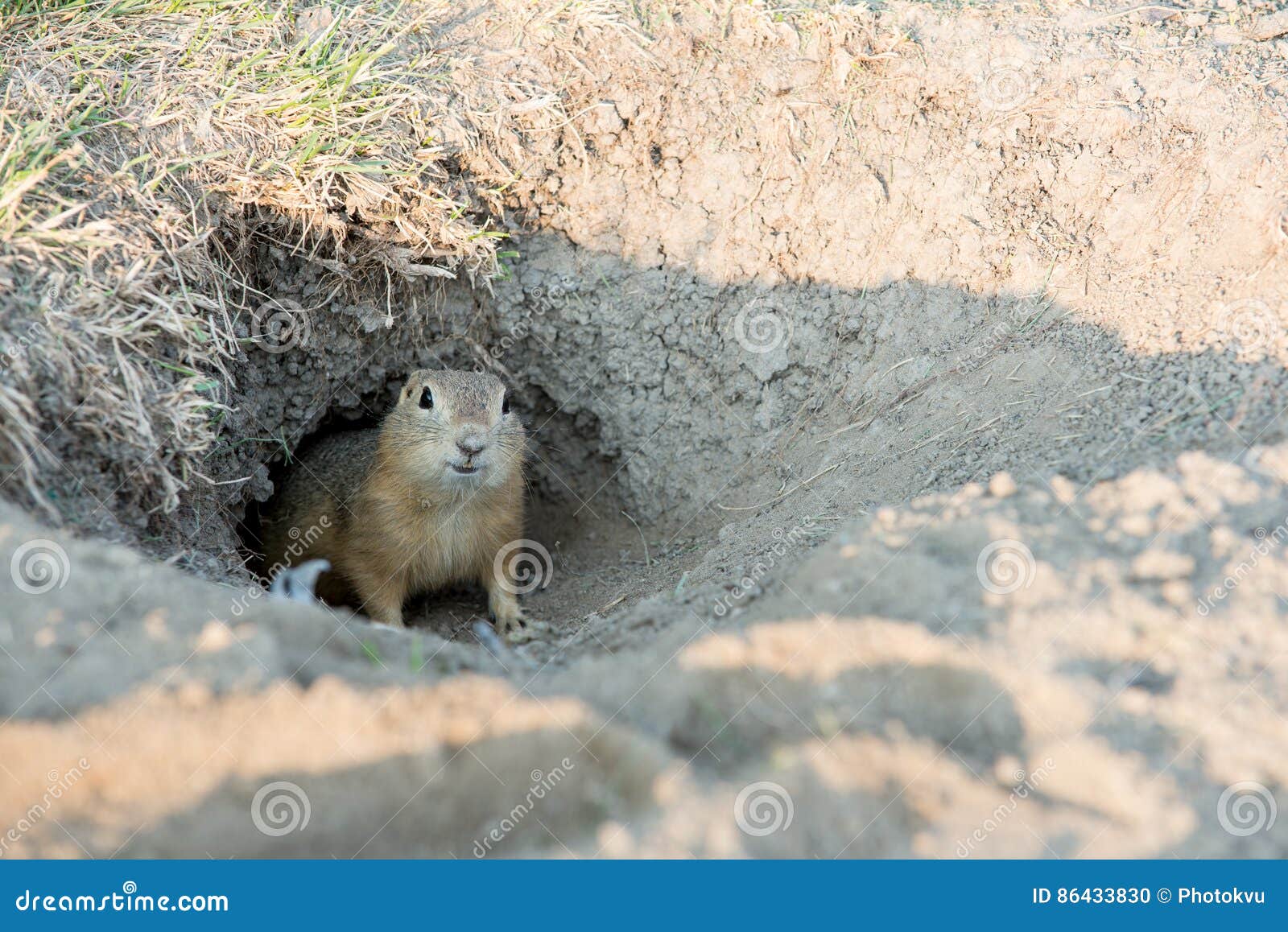 Gopher Silhouette On Crumpled Paper Background Royalty-Free Stock Image ...