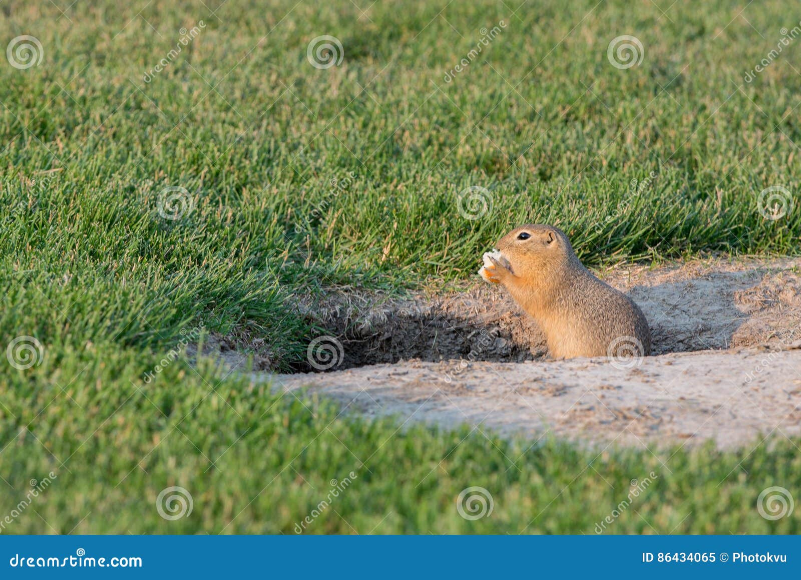 Curious gopher looks out stock image. Image of crescent - 86434065